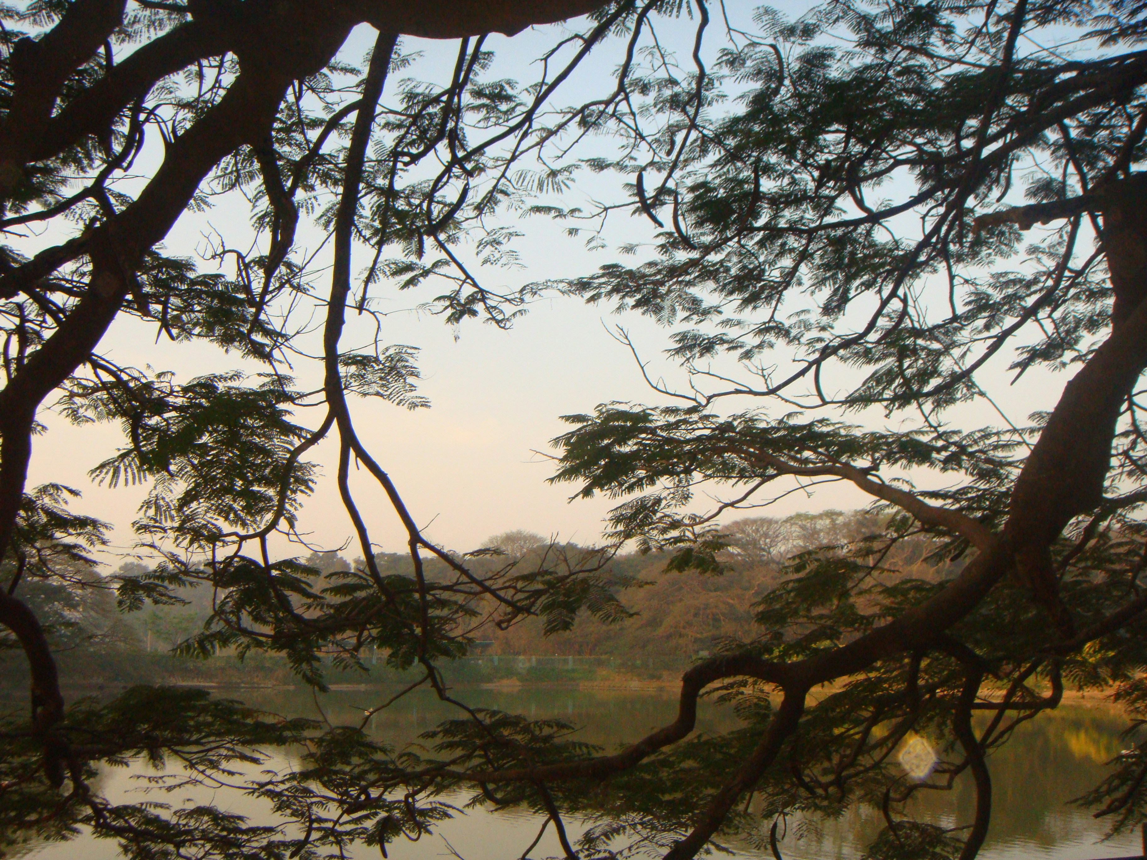 Silhouetted branches frame a tranquil lake at dawn.