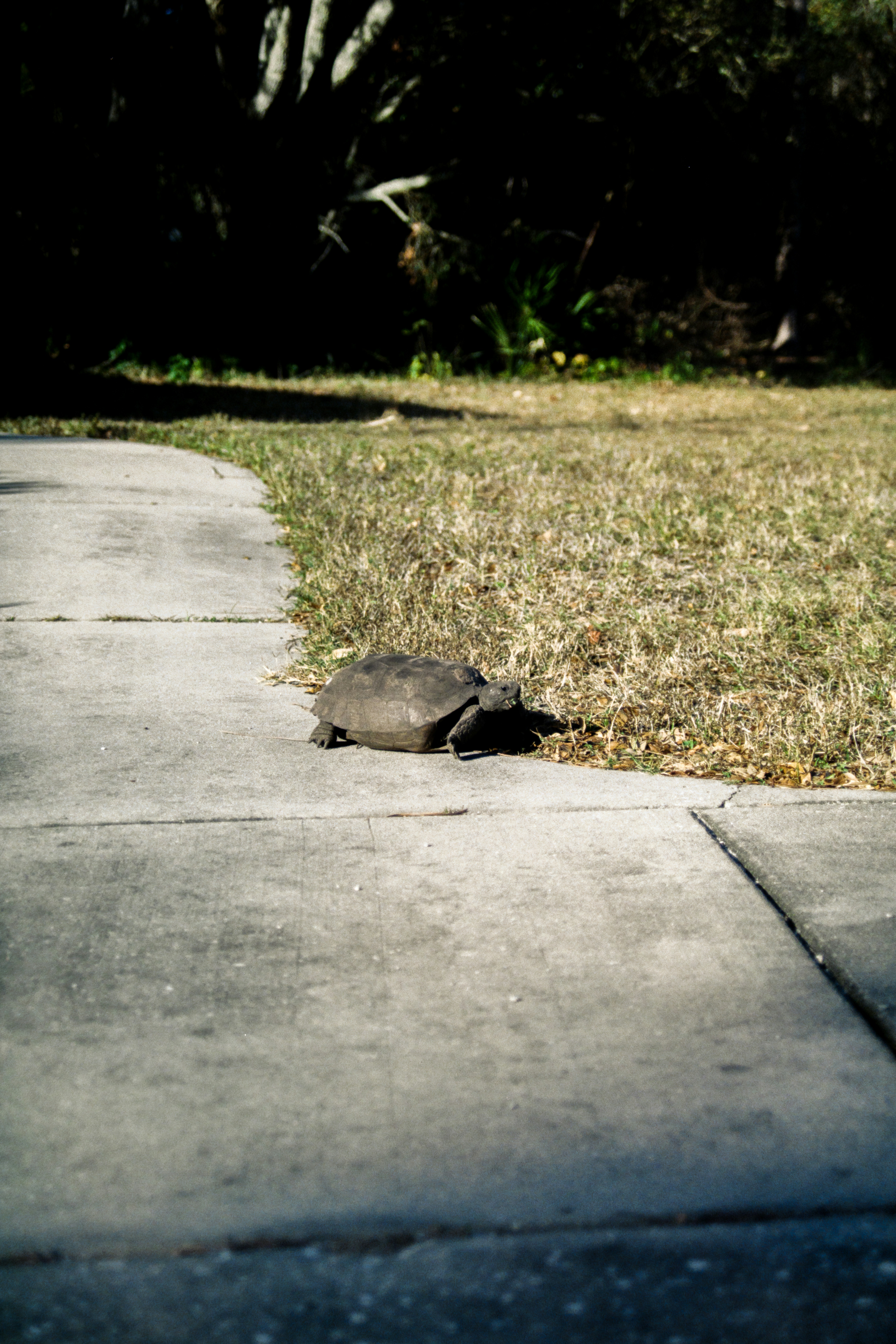 Slow Roll on the Sidewalk: A Dormant Turtle in the Sunlit Path