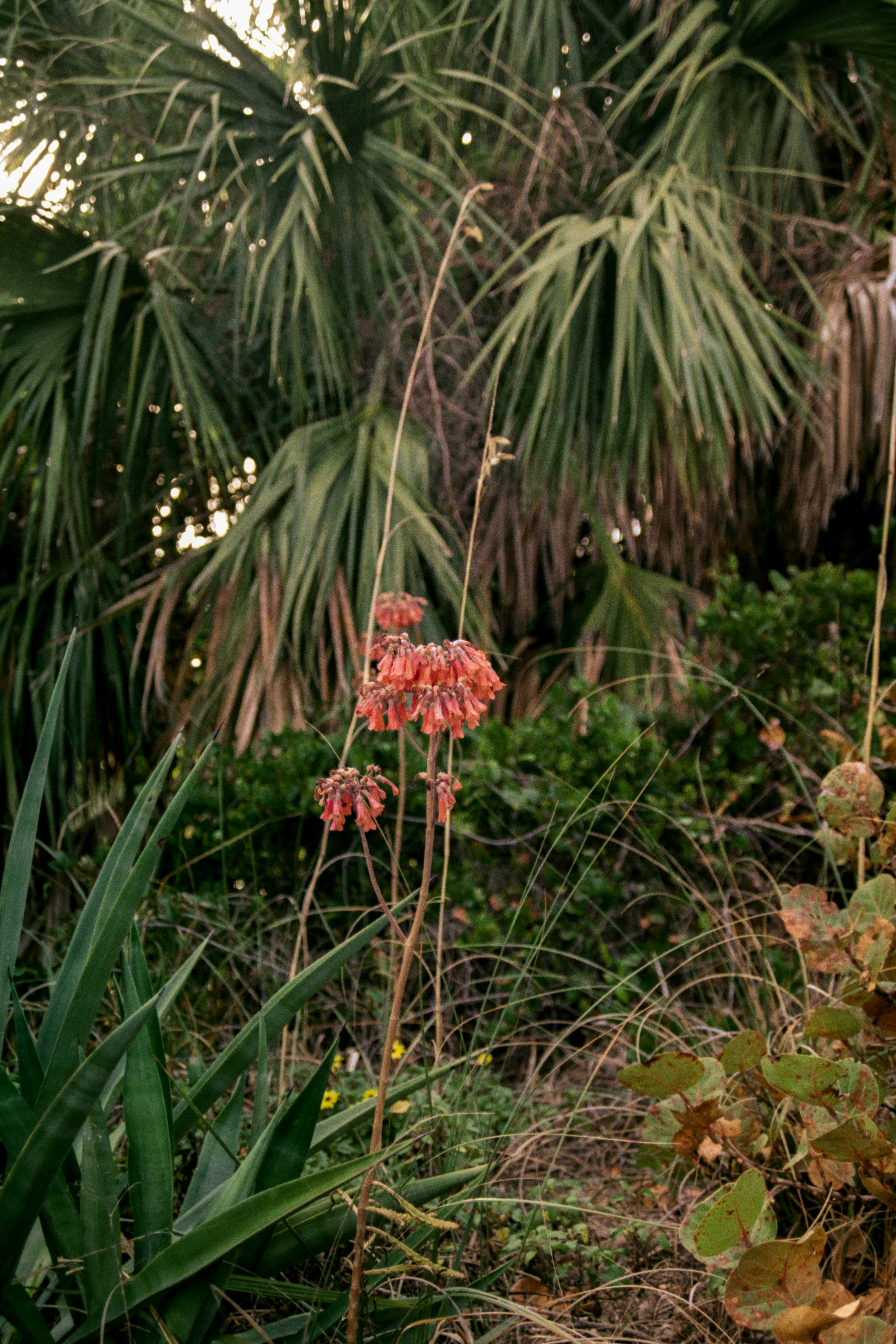 Red-tipped Wildflower Amid Tropical Foliage
