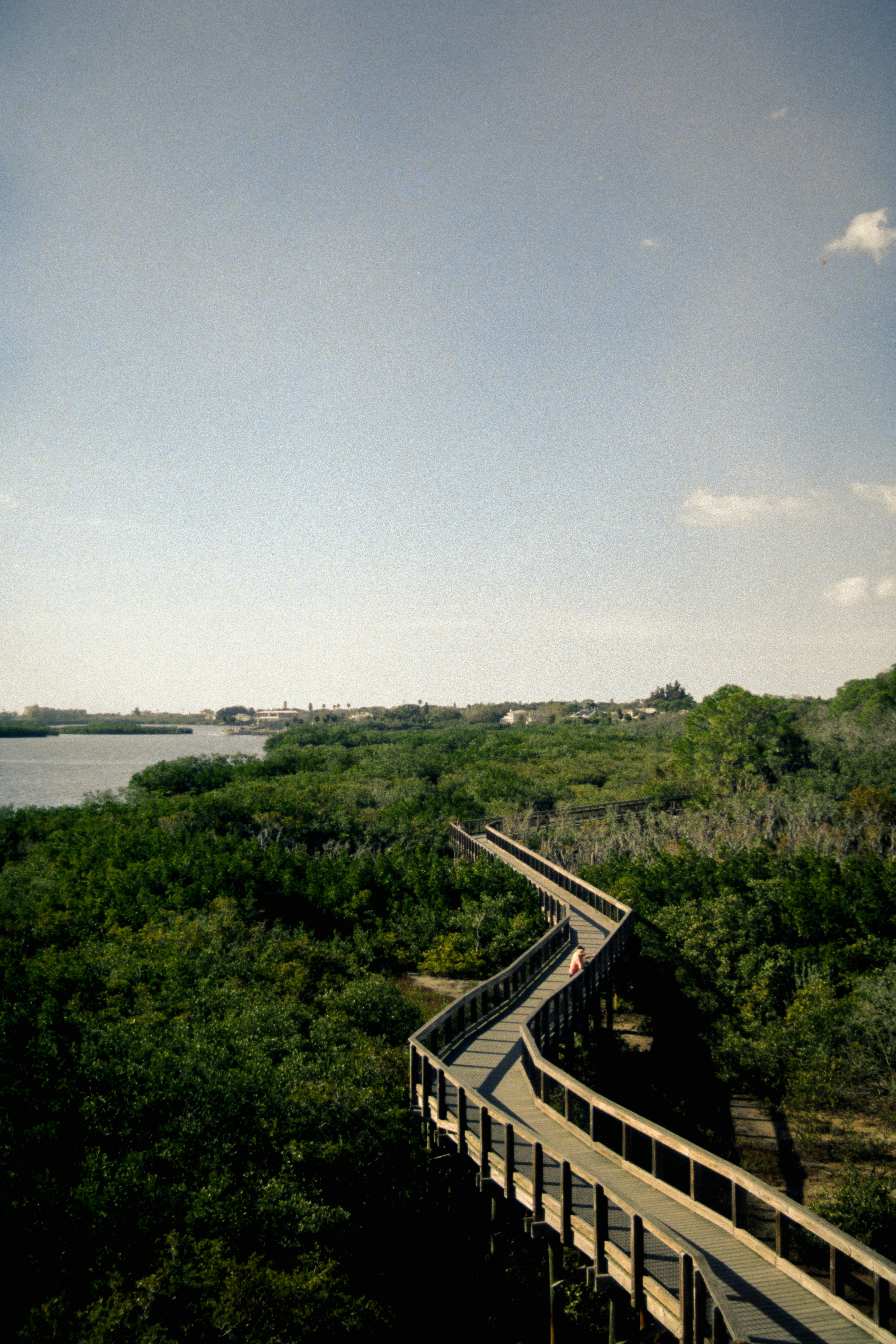 Boardwalk through Coastal Scrub toward a Quiet Horizon