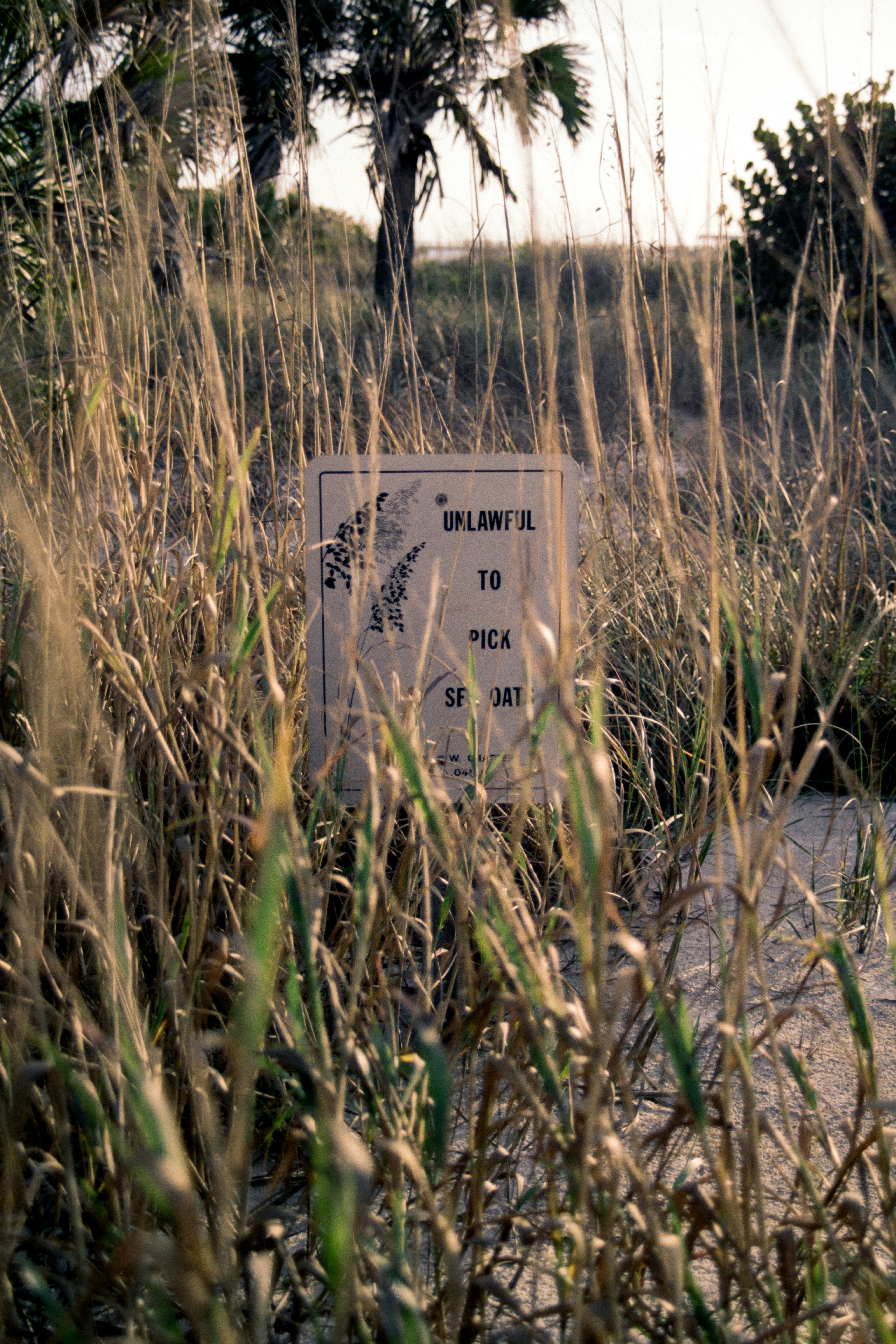 Hidden Warning in the Tall Grass