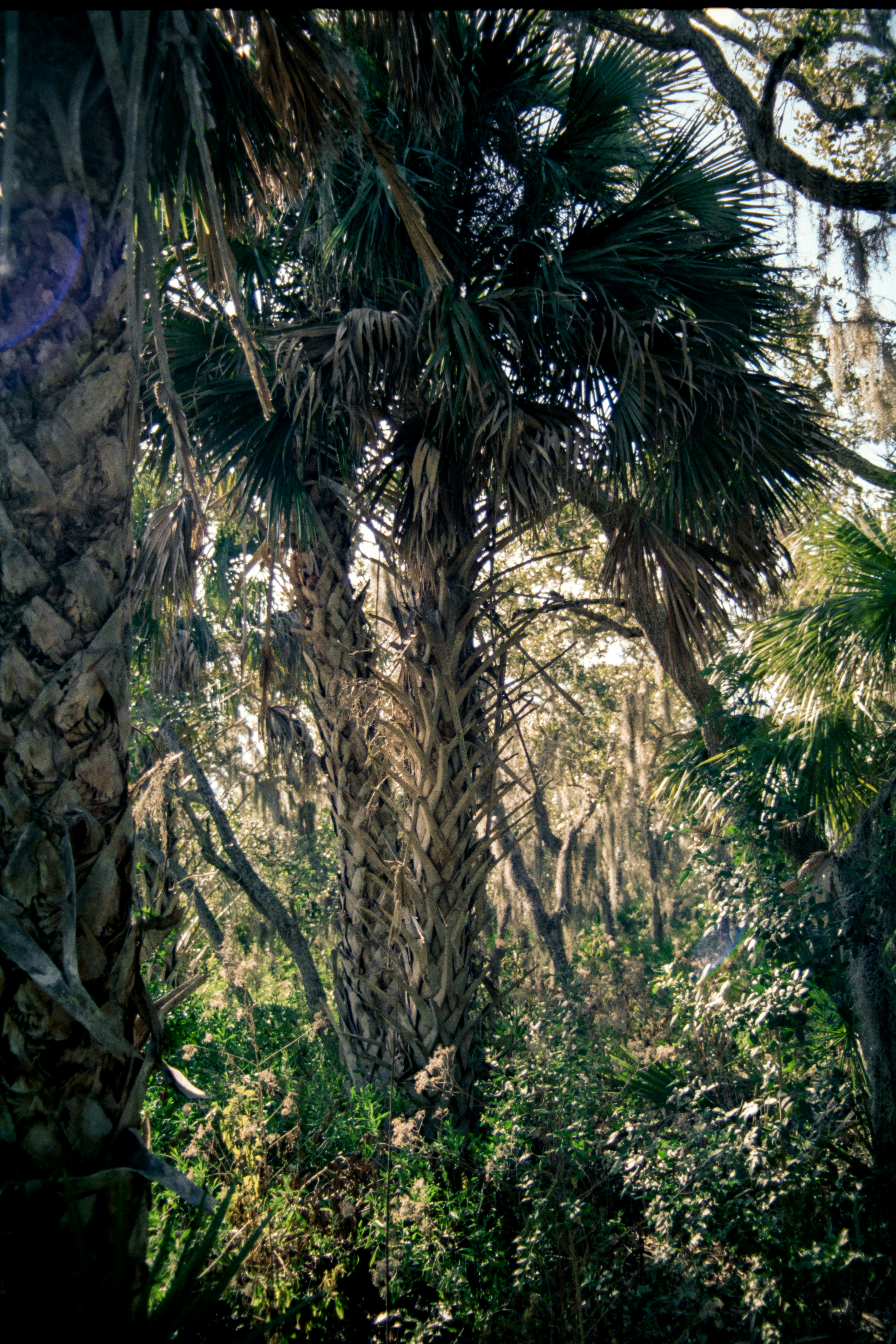 Forest Cathedral: Palm Trees Loom Over a Dawn-lit Underbrush
