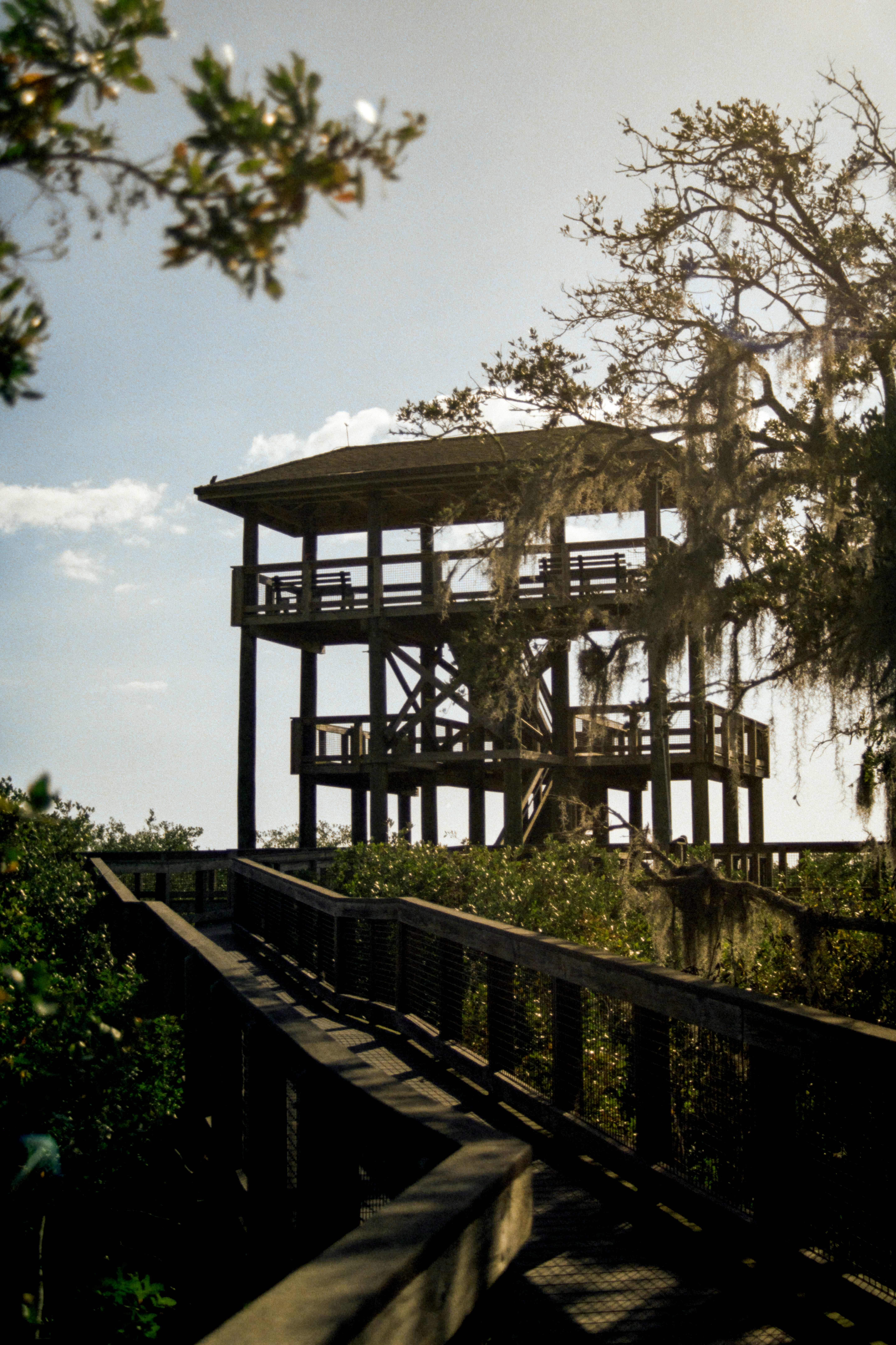 Wooden Lookout Overgrown with Spanish Moss
