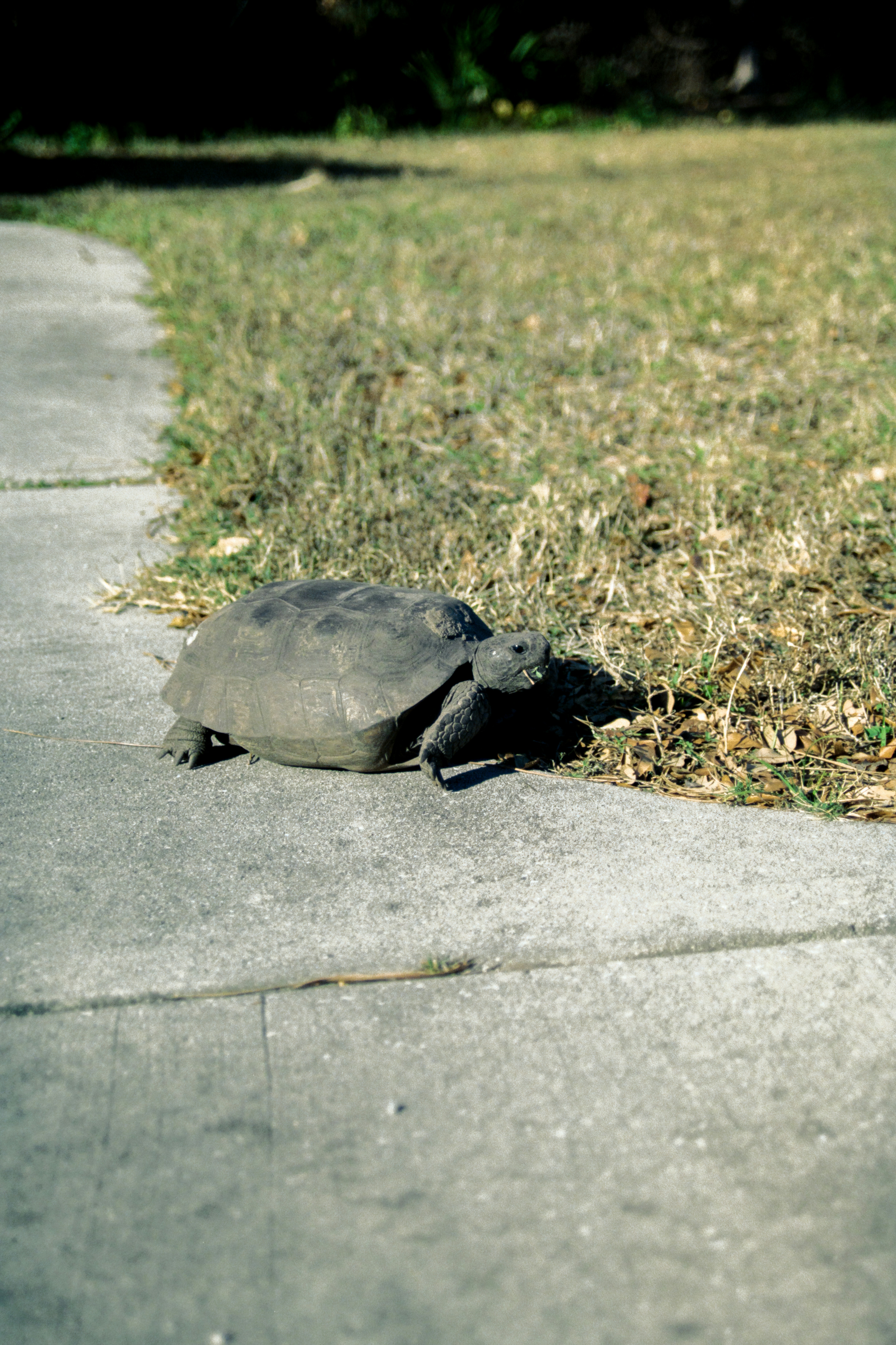 Deserted Tortoise on a Sunlit Path