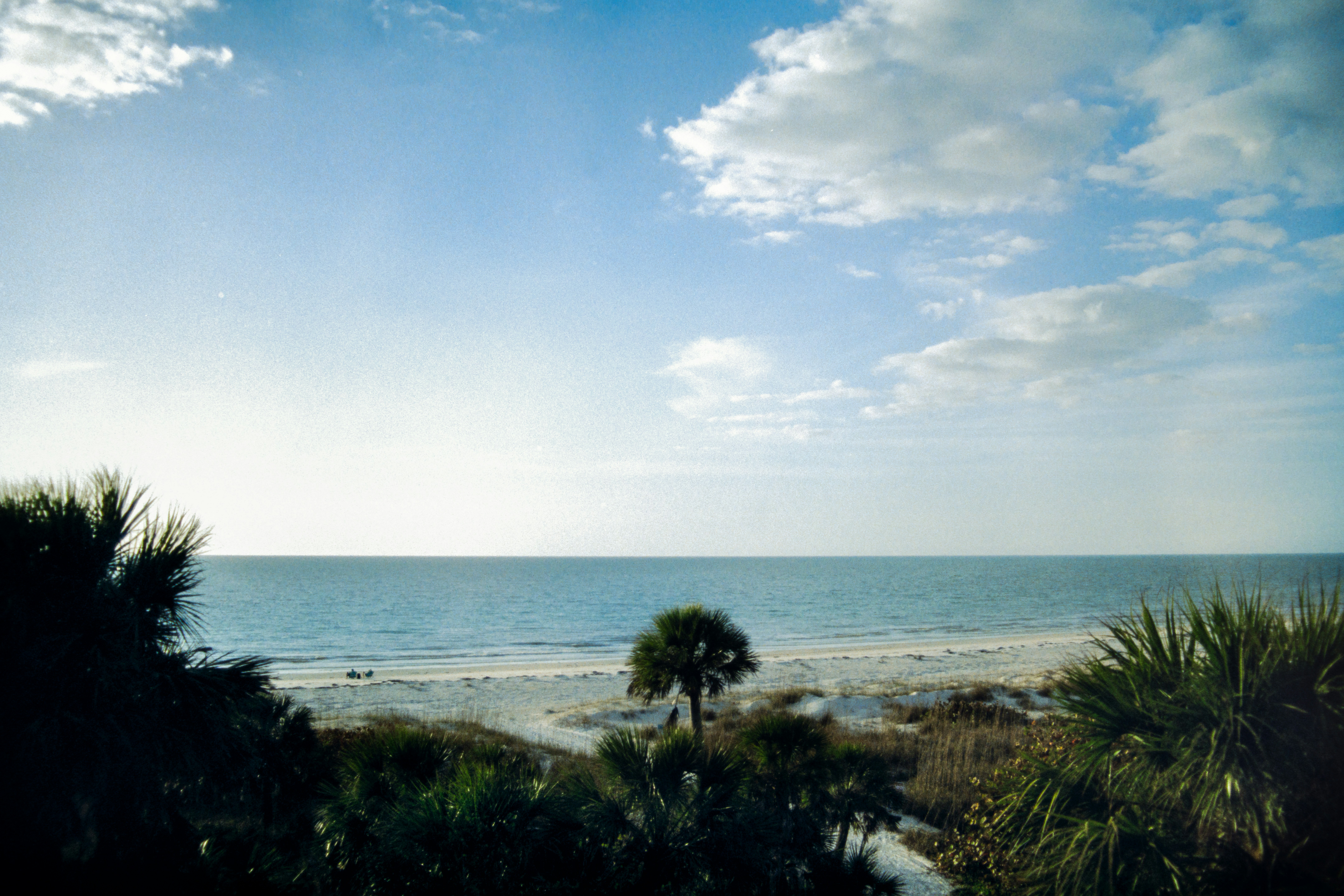 Coastal Horizon: Quiet Beach with Dune Palm Silhouettes