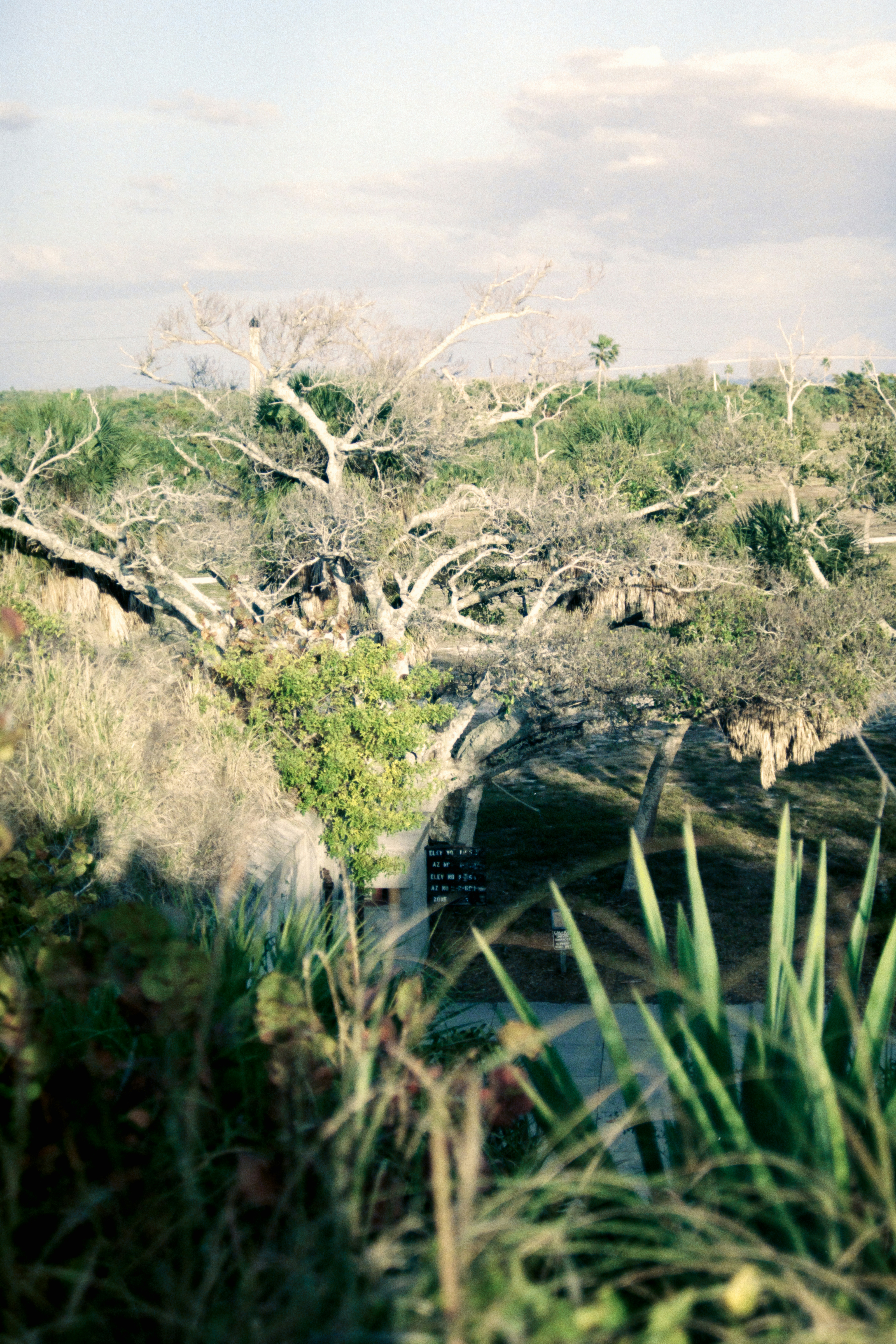 Sunlit Tangle: Mangroves and River in Quiet Light