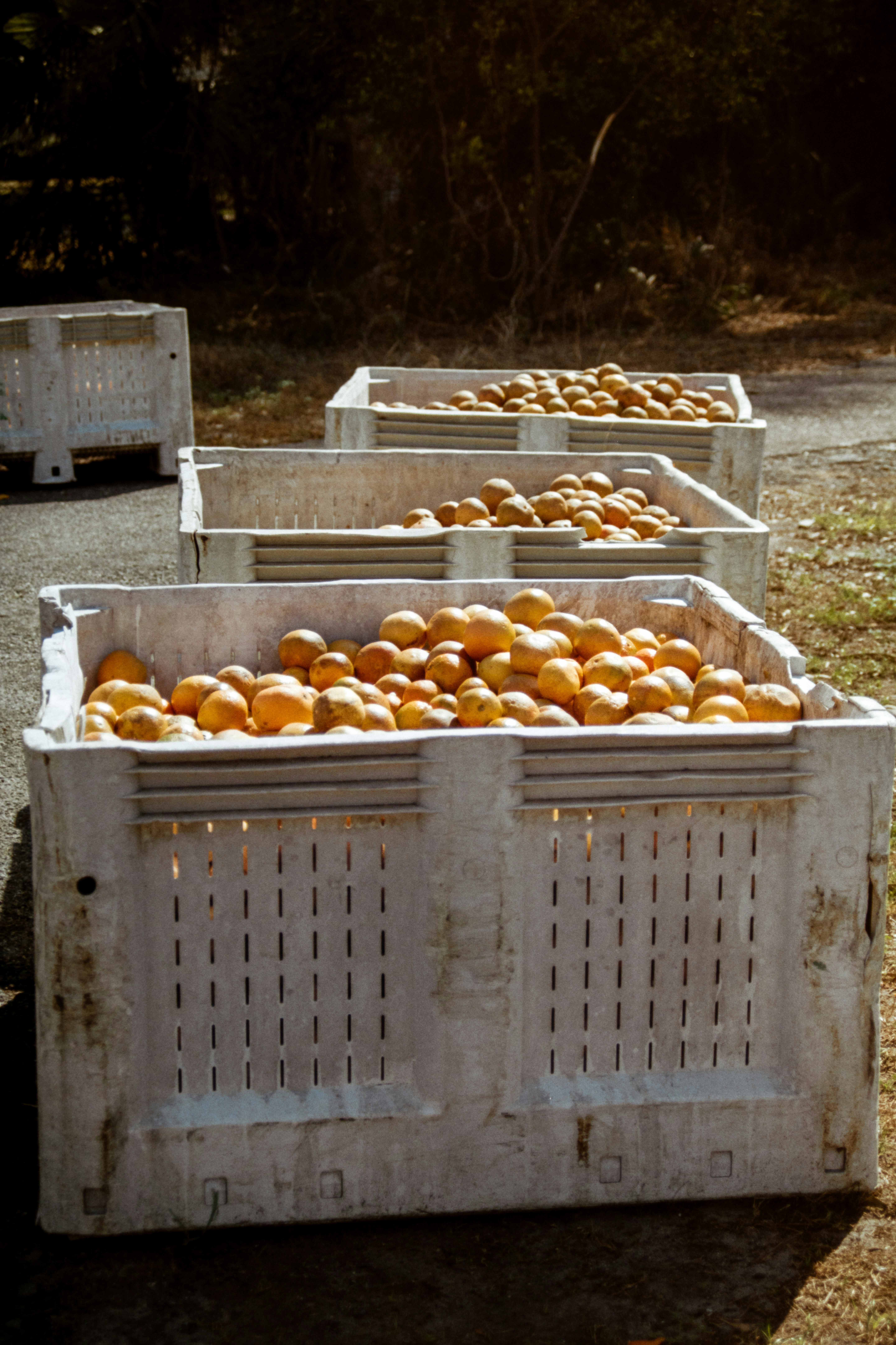Crated Harvest: Stacks of Oranges Ready for Market