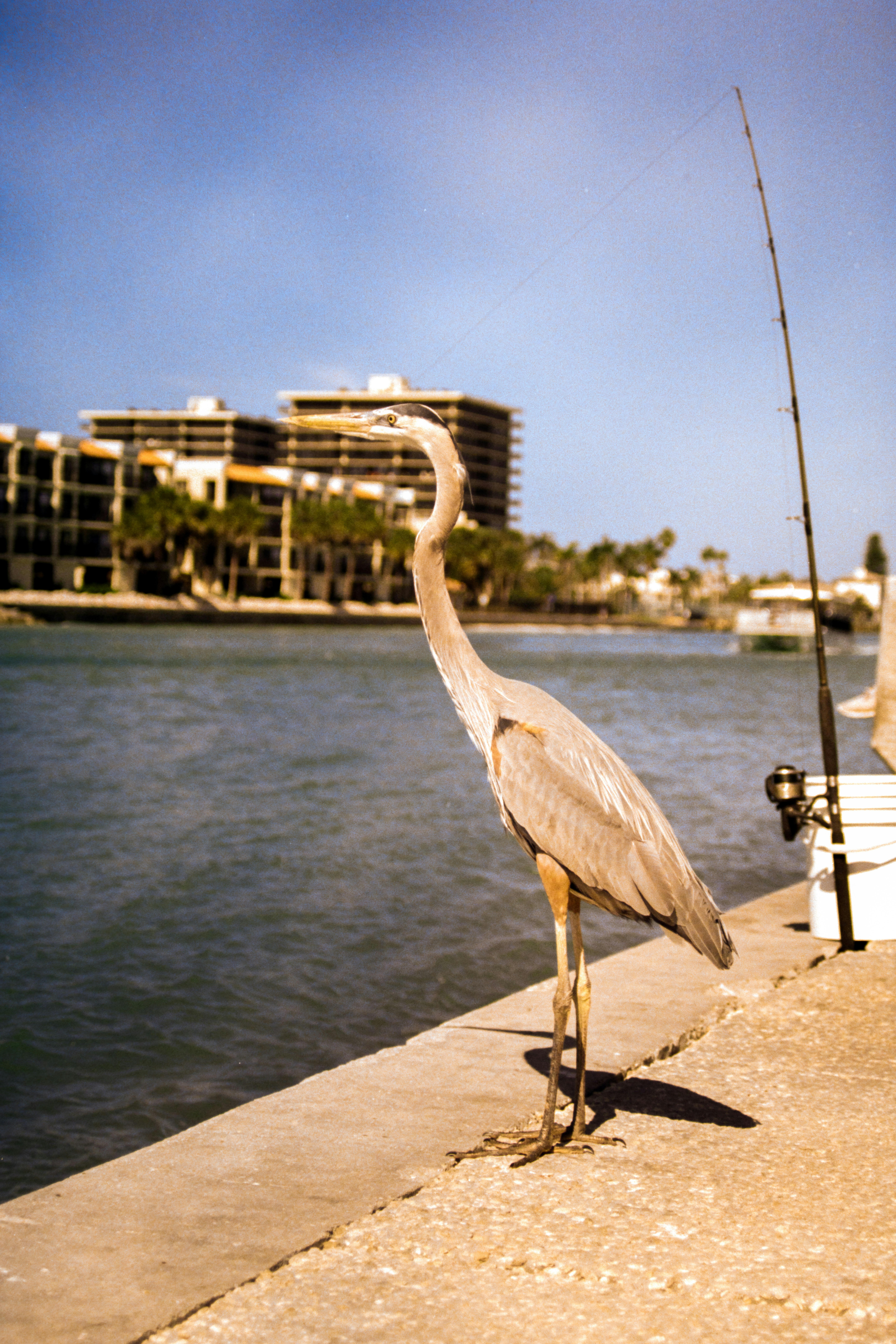 Heron on the Dock: A Quiet Moment by the Marina
