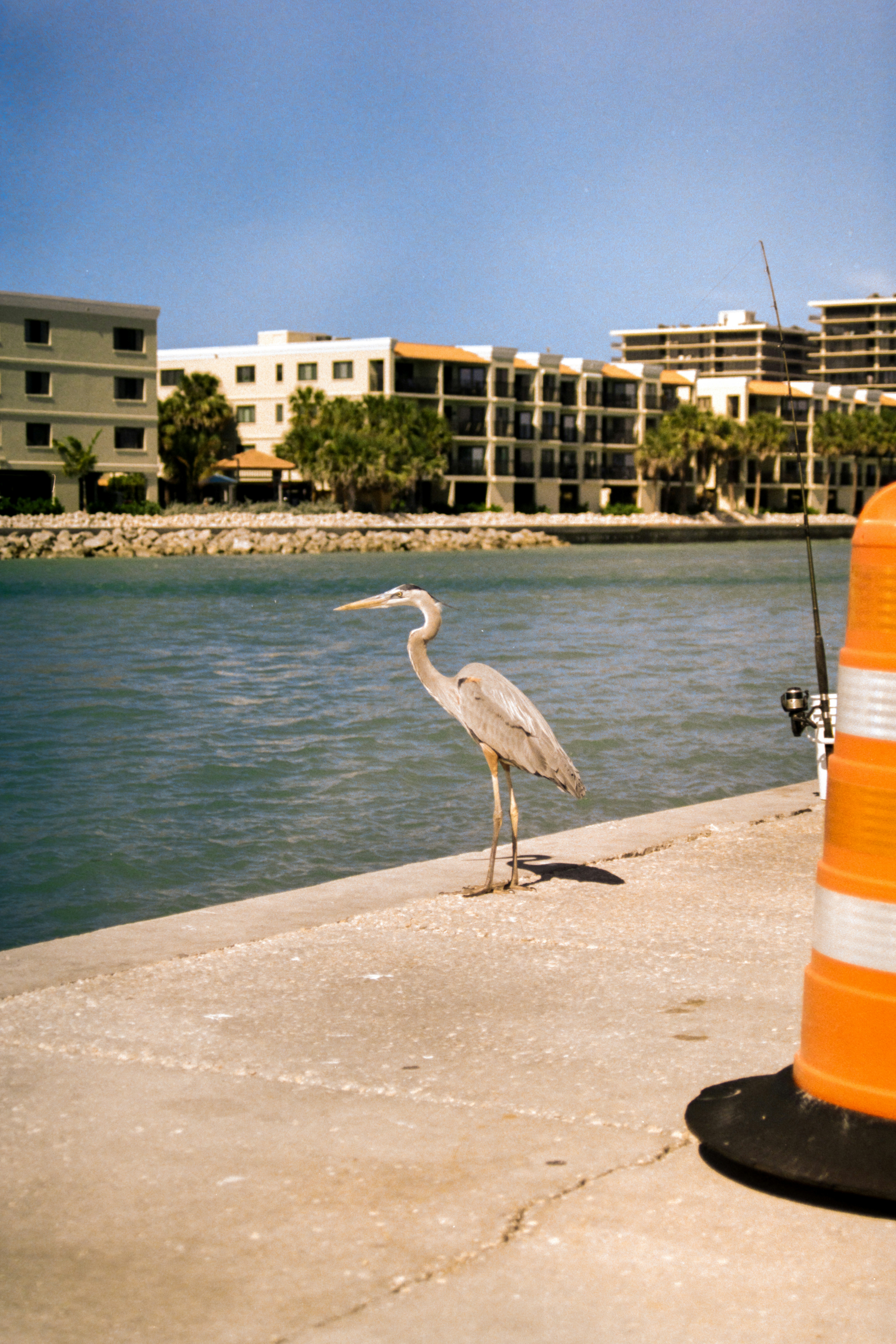 Coastal Heron Stands Guard by a Quiet Marina