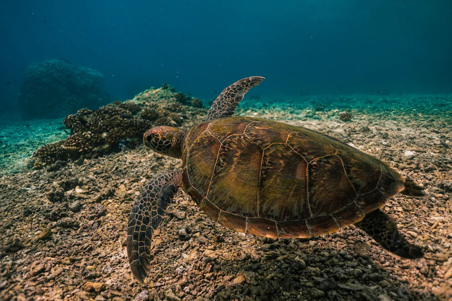 Sea turtle glides over a coral-strewn seabed in clear tropical water, sunlight filtering from above, showcasing detailed shell patterns and graceful fin movement.