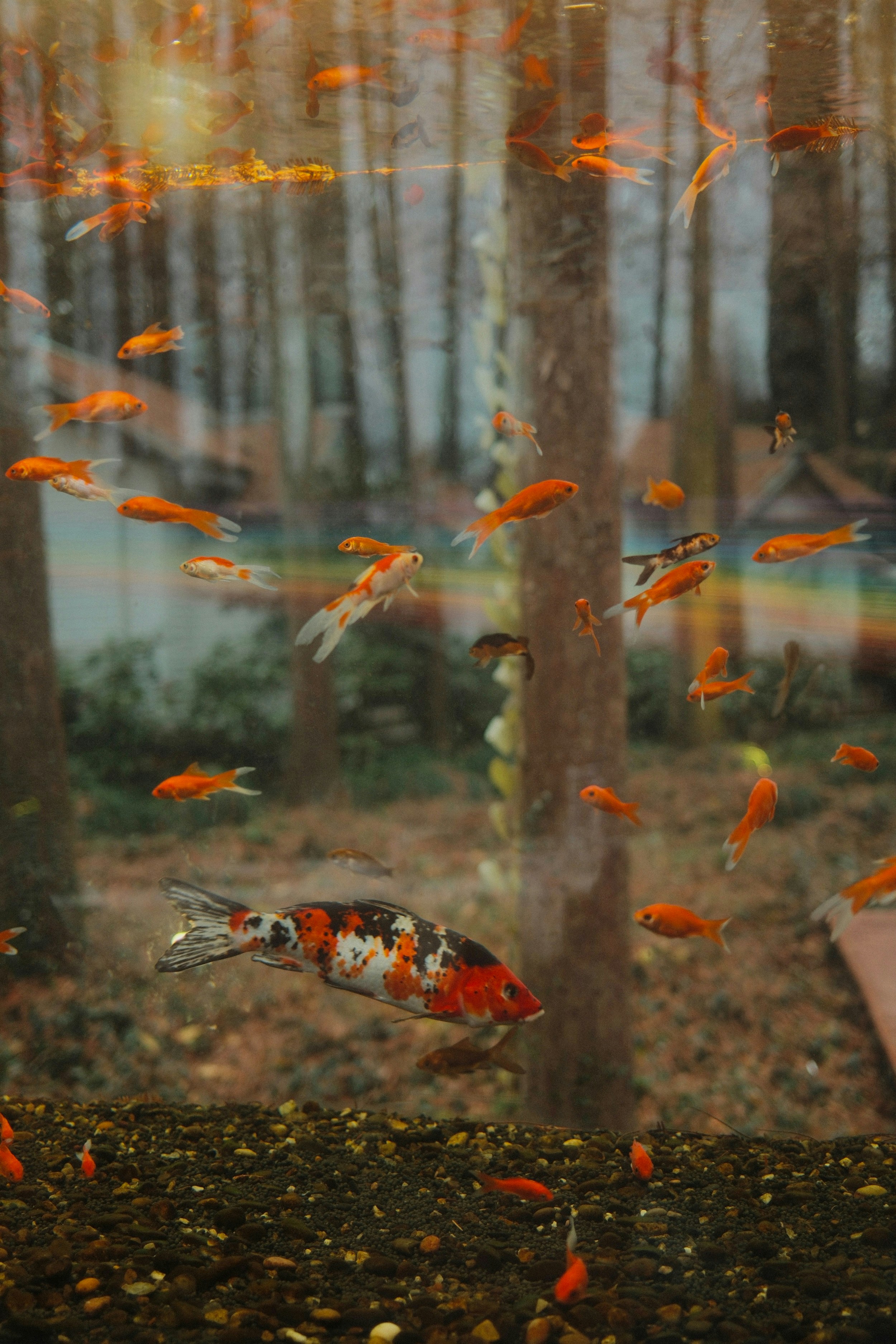 A koi chorus glides through a glassy, koi-filled window garden