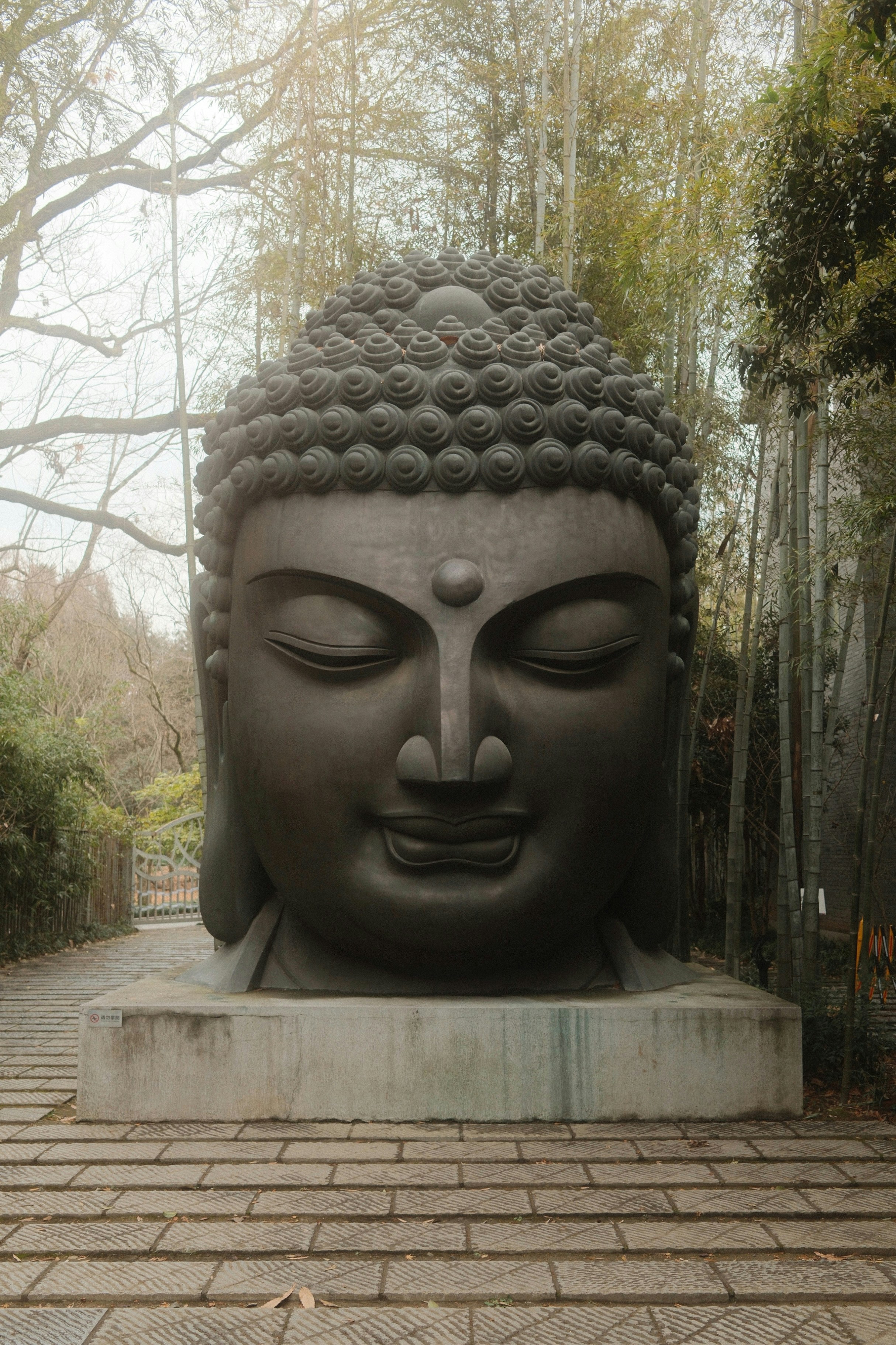 Serene Giant: A Buddha Head Quietly Dominates the Path