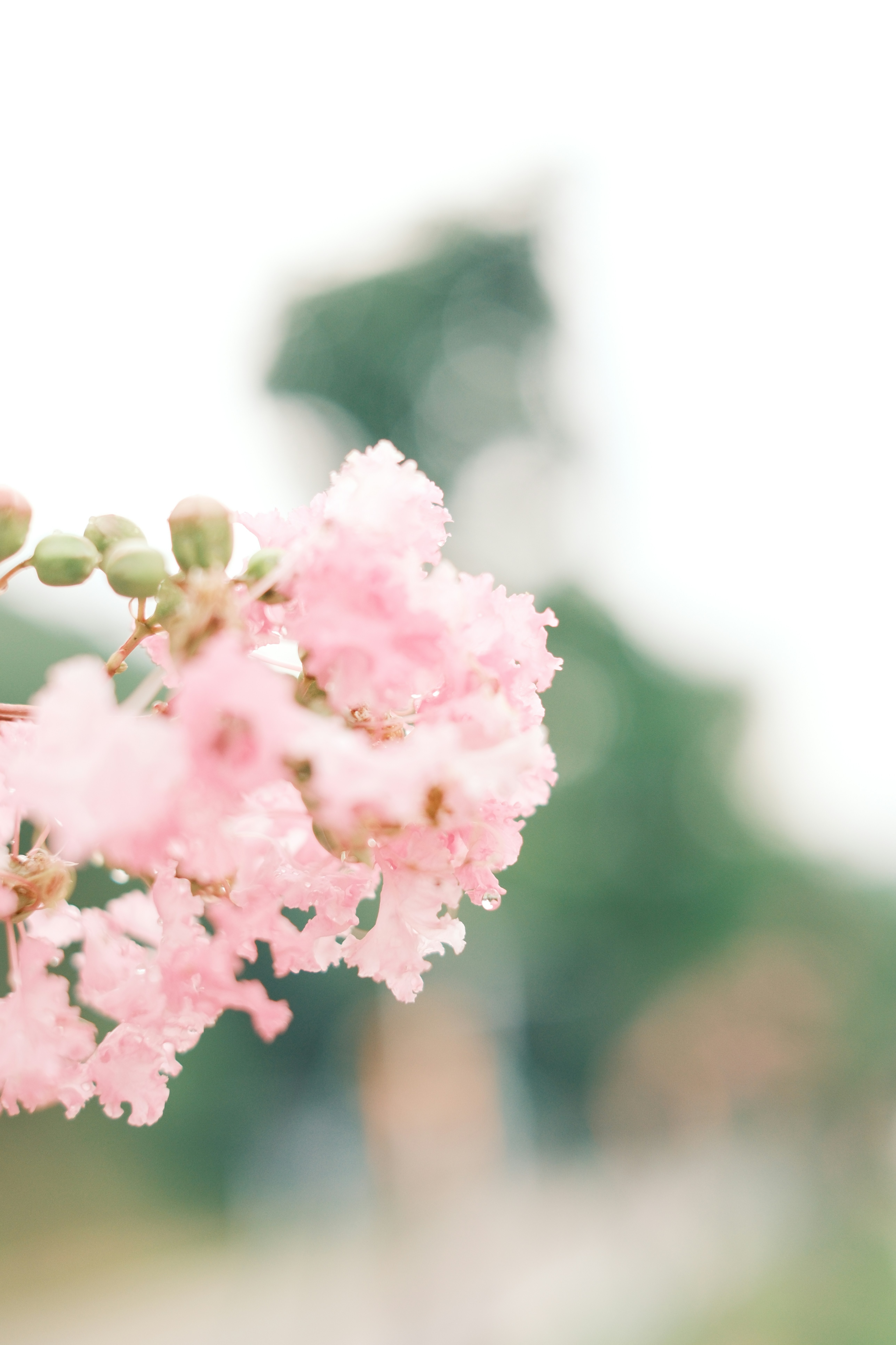 Soft Bloom: Pink Coutures in a Gentle Blur