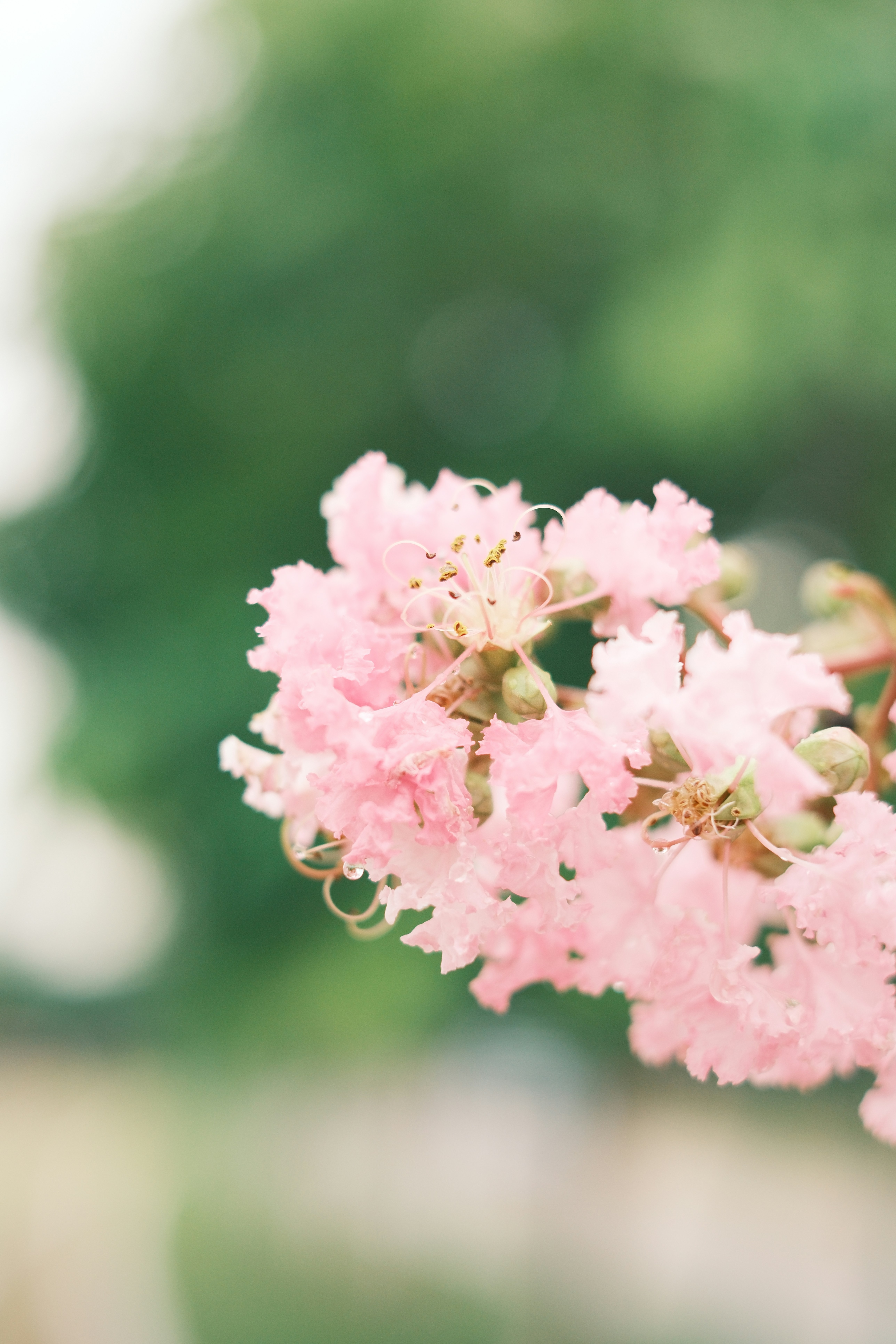Soft Cosmos of Pink: A Bloom in Gentle Focus