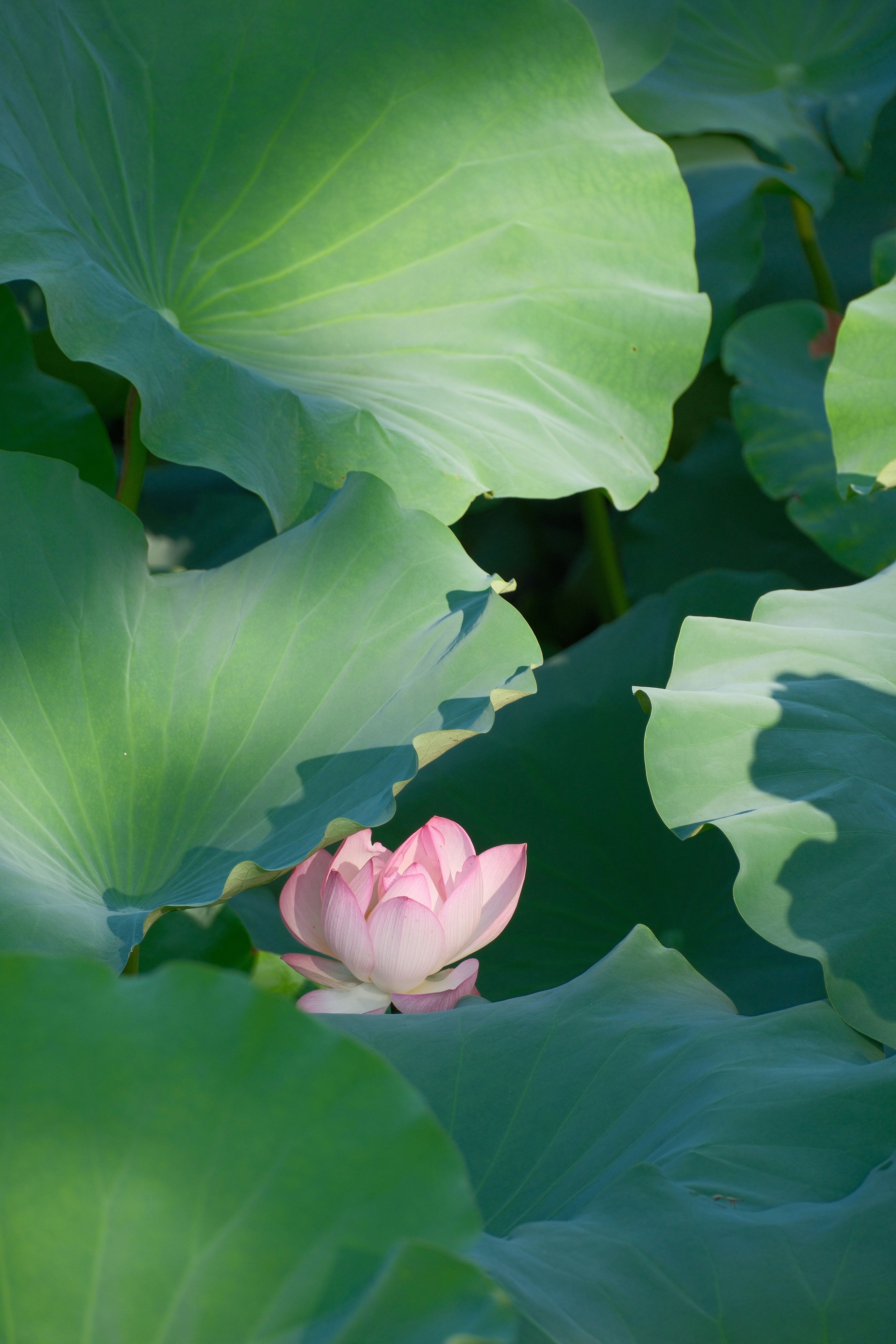 Pink Lotus Hidden Among Green Veil