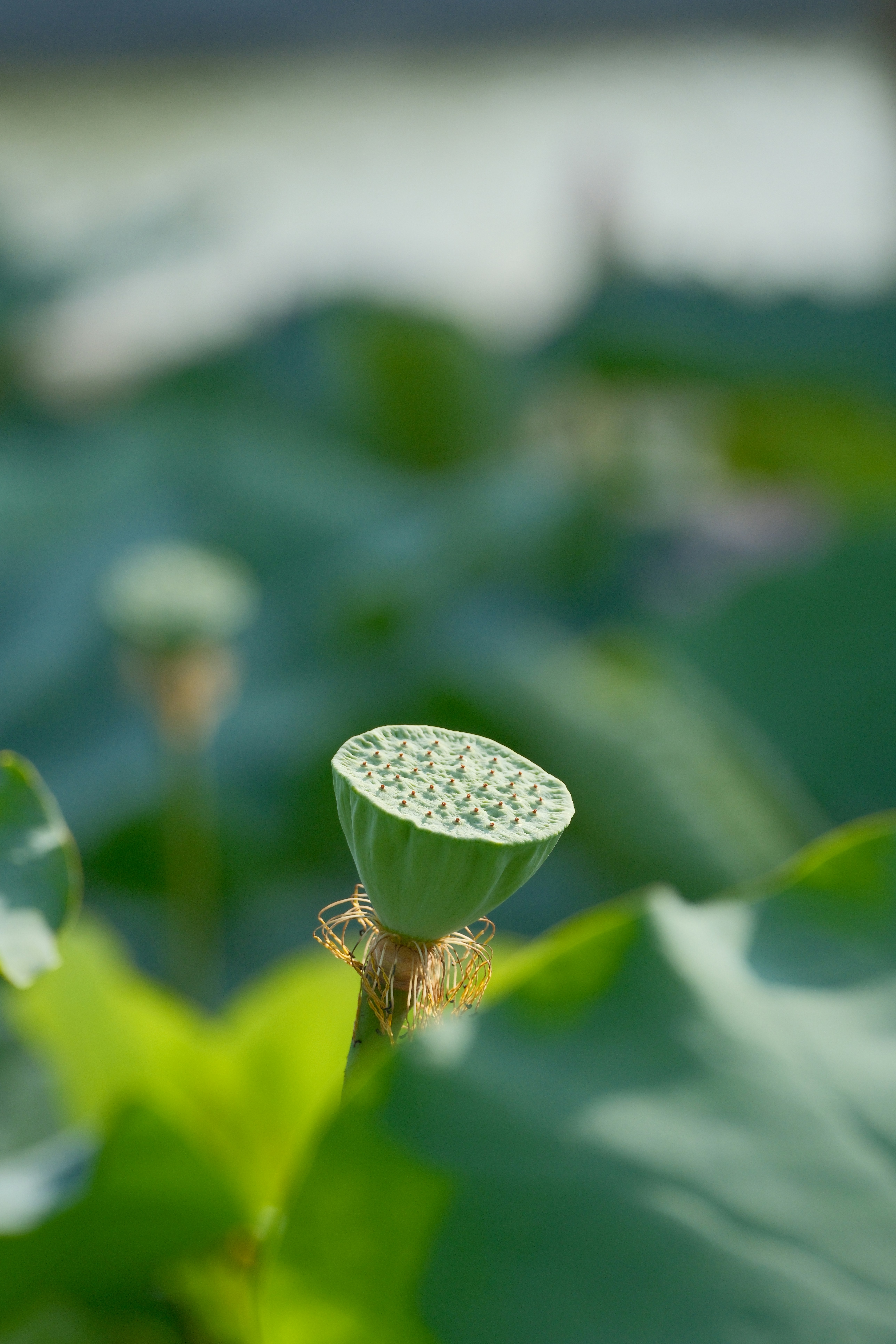 Seed Pod Spotlight: A Lone Lotus Pod Framed by Blur