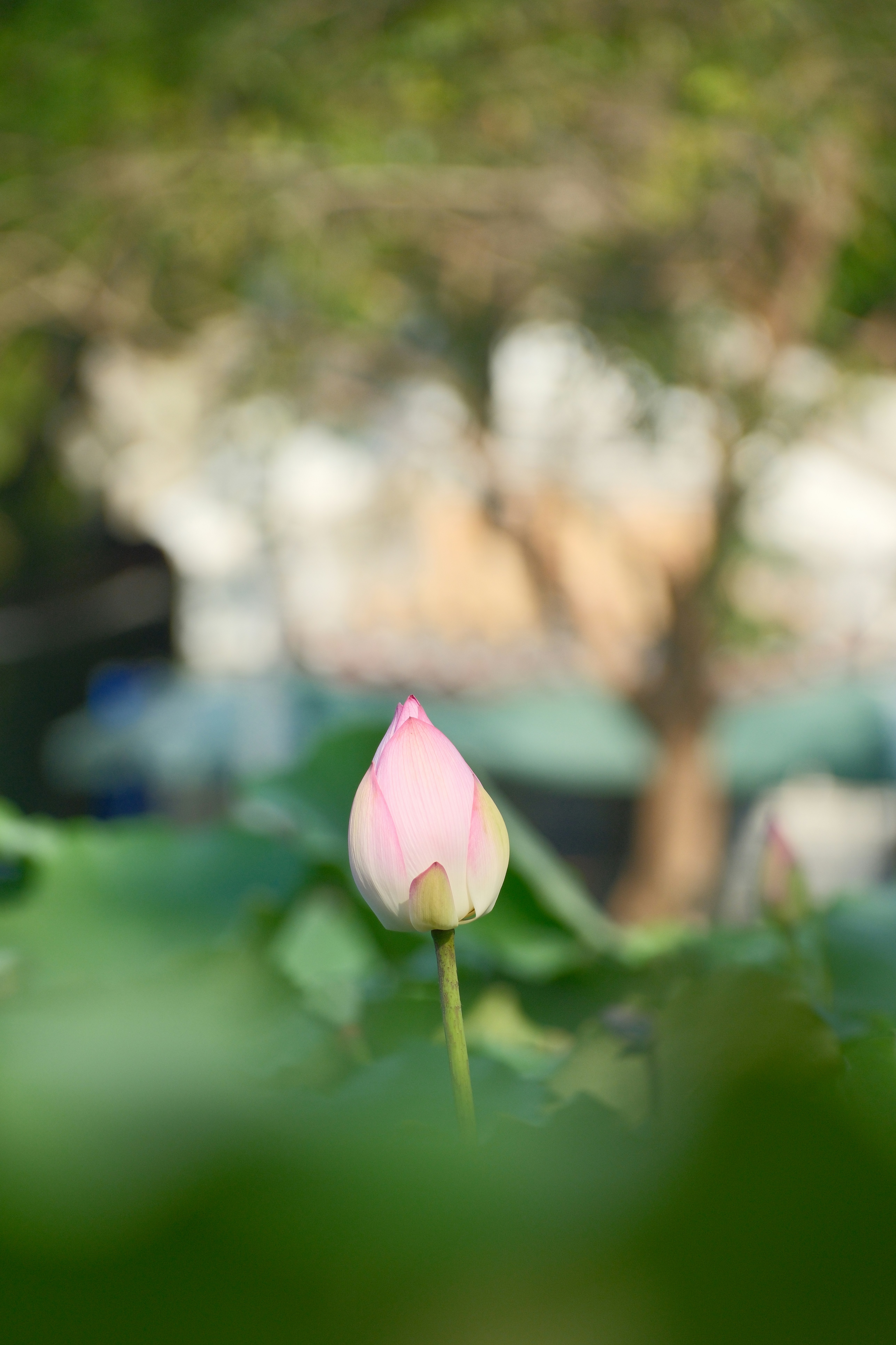 Emerging Bud: A Delicate Pink Lotus in Soft Focus