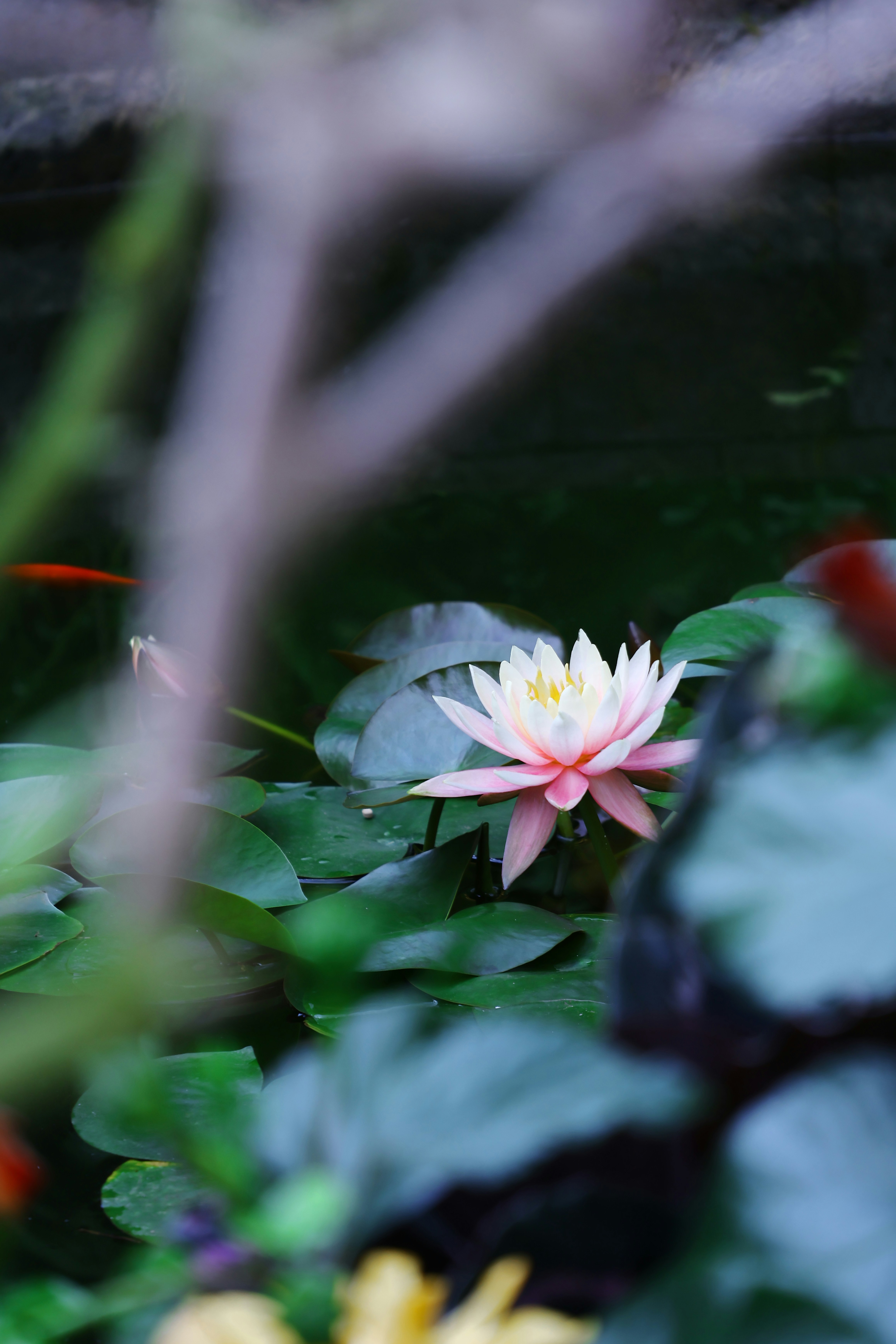 Pink water lily in a tranquil pond framed by blurred foreground foliage