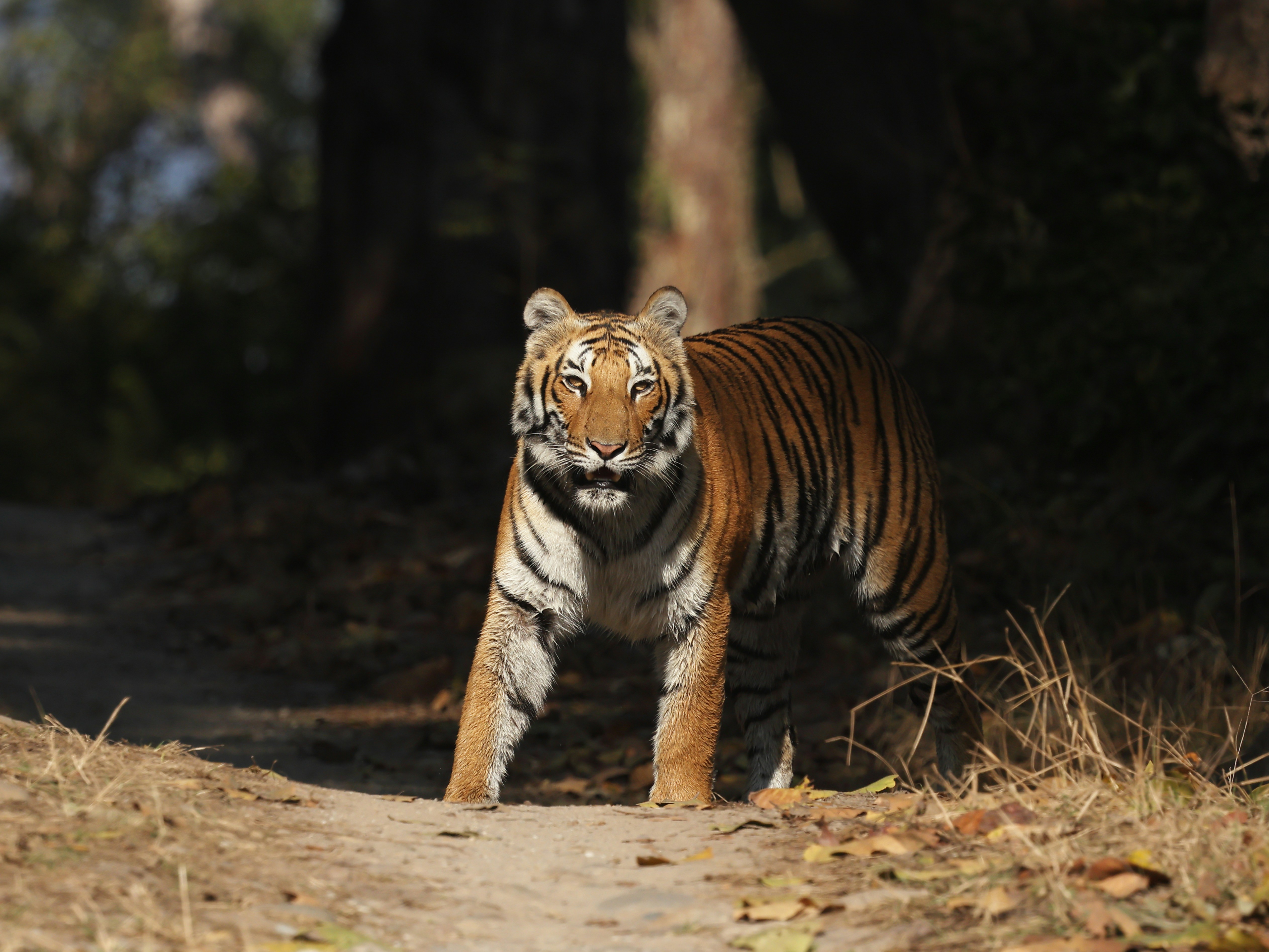 Tiger on the Path: A Sunlit Streak Through the Forest
