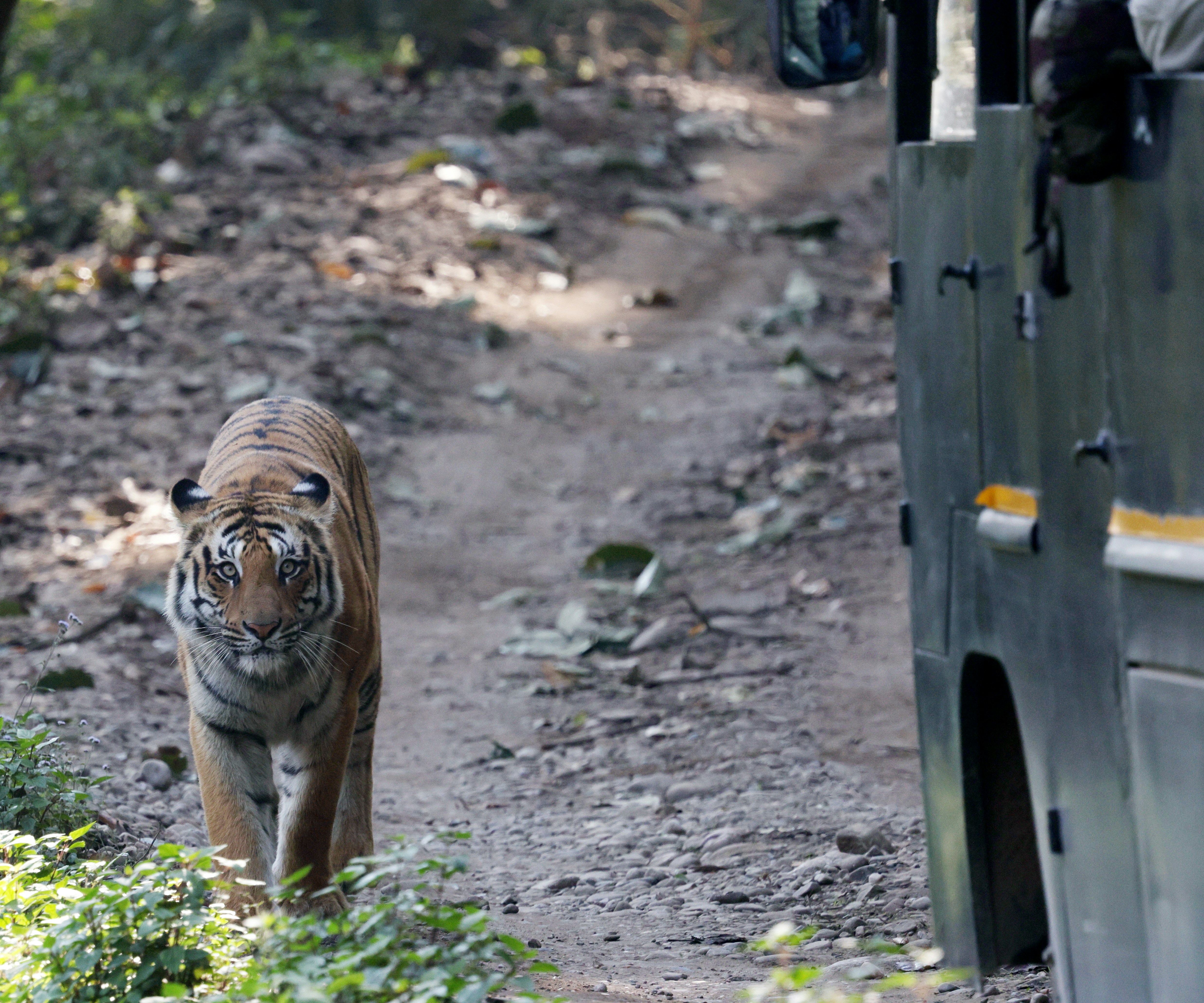 A Tiger Steps Gently Toward the Safari Vehicle