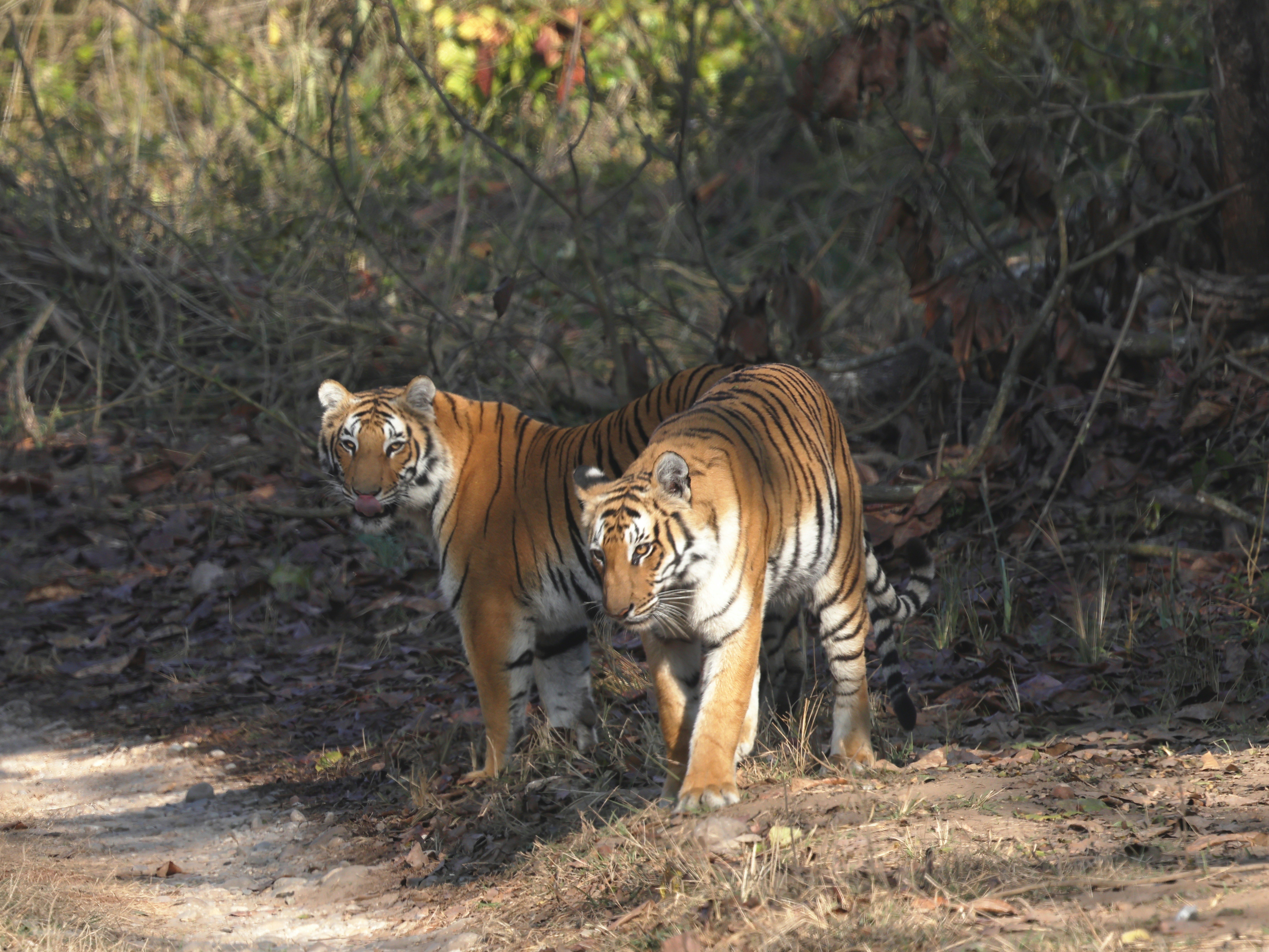 Double Shadow: Two Tigers Stepping From the Dappled Shade