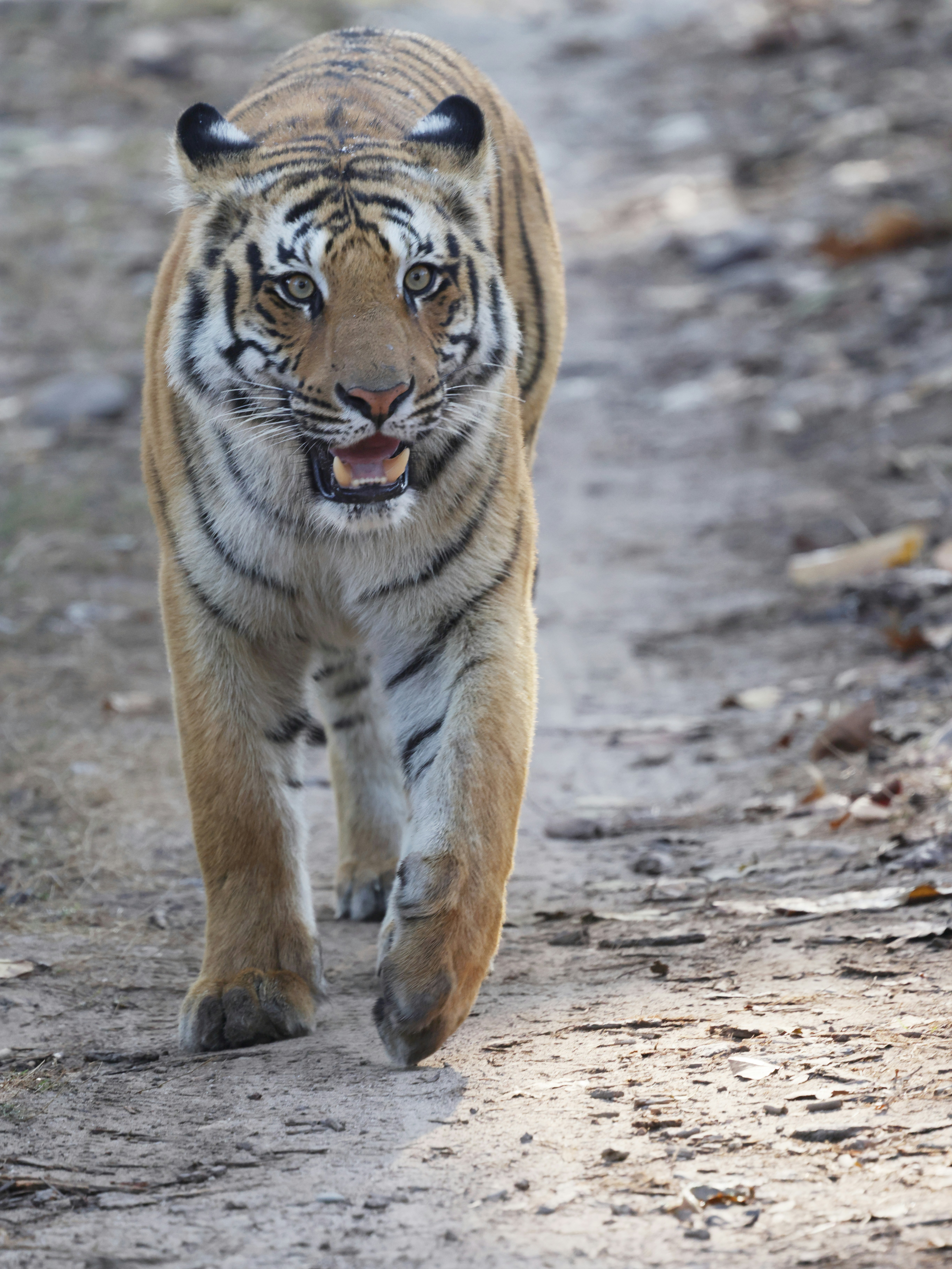 Bold Stare: A Tiger Walks the Dusty Path