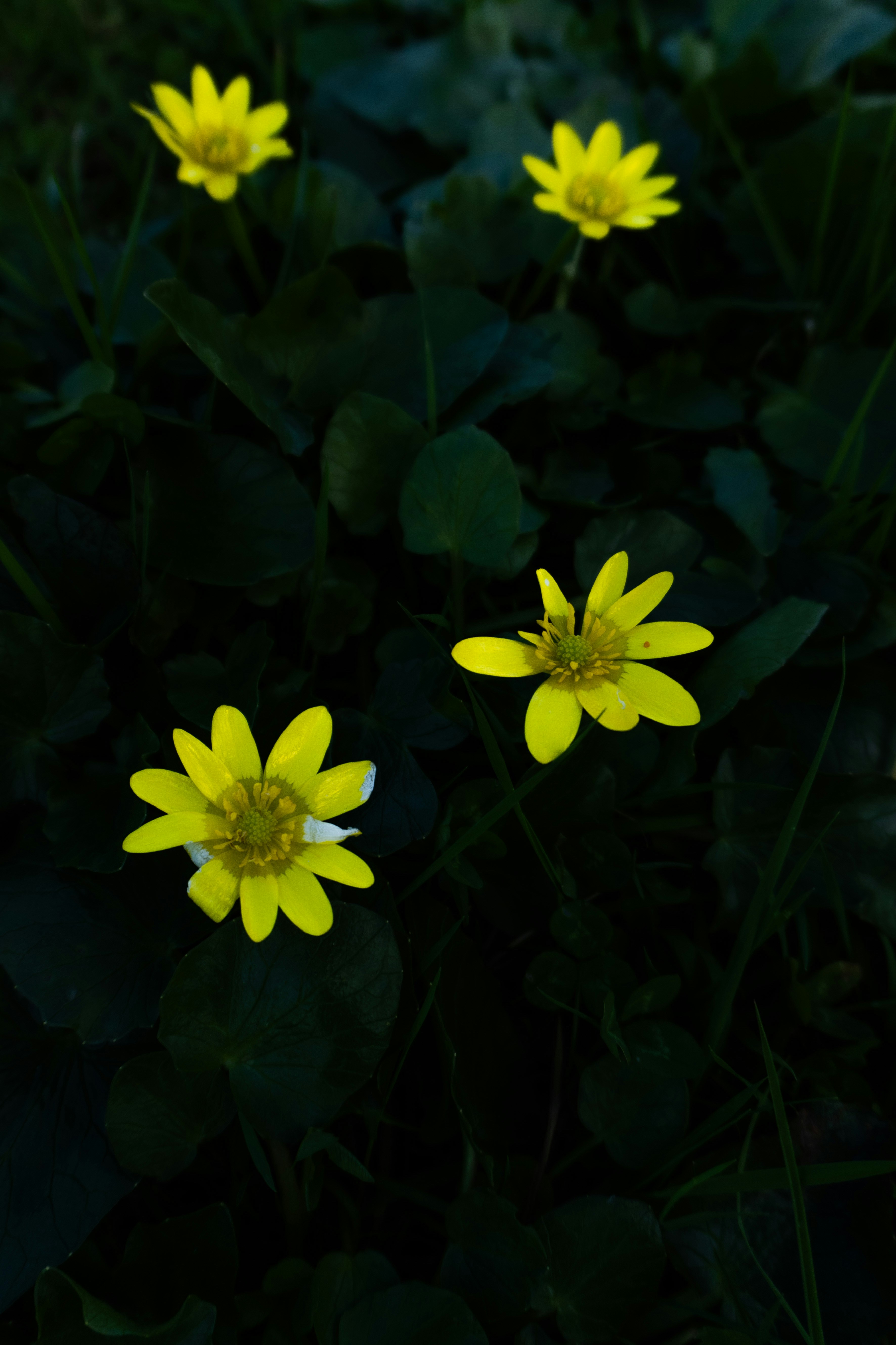 Three Yellow Daisies Emerging from Deep Green Shadow