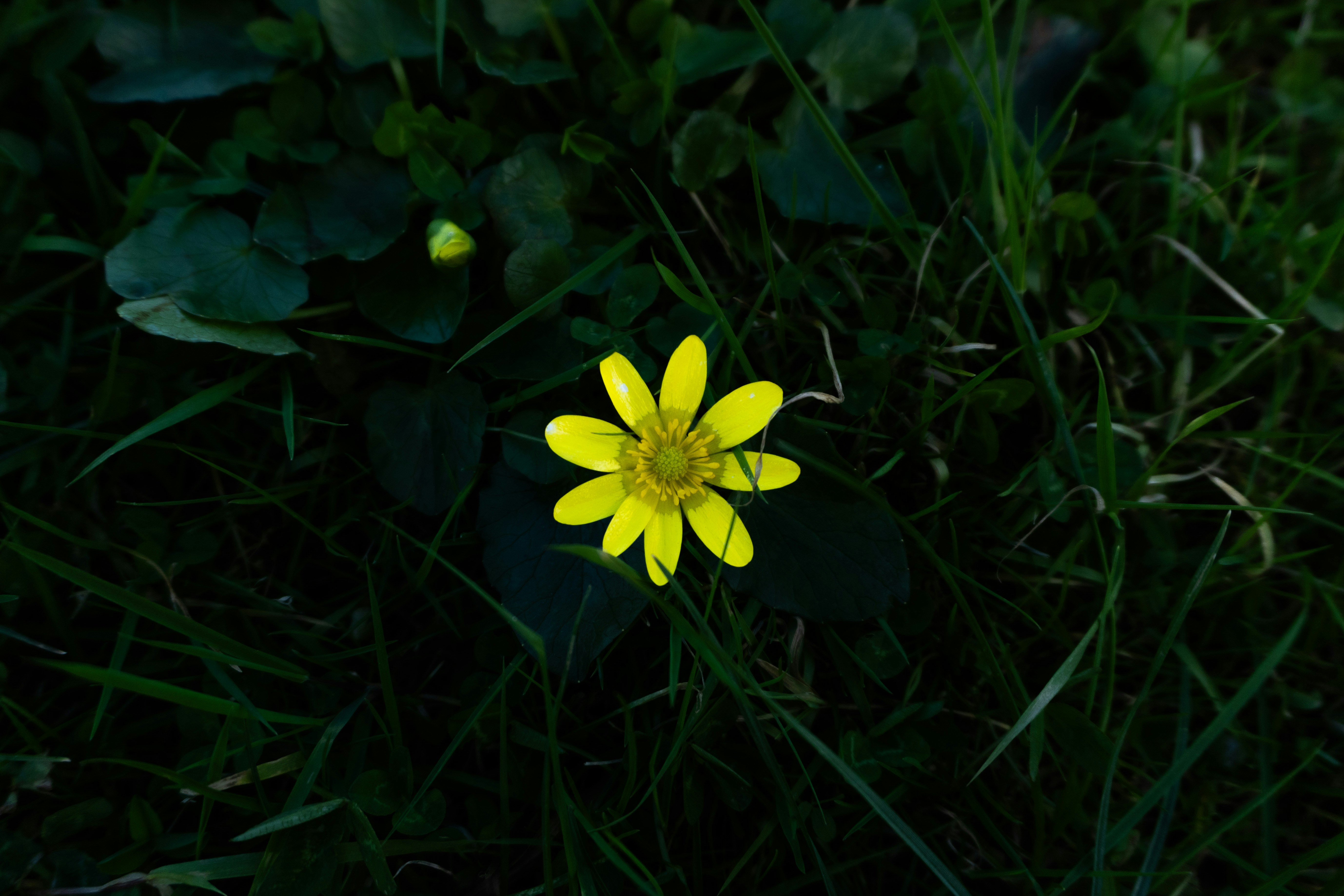 Sunny centerpiece: a lone yellow bloom amid dark green tendrils