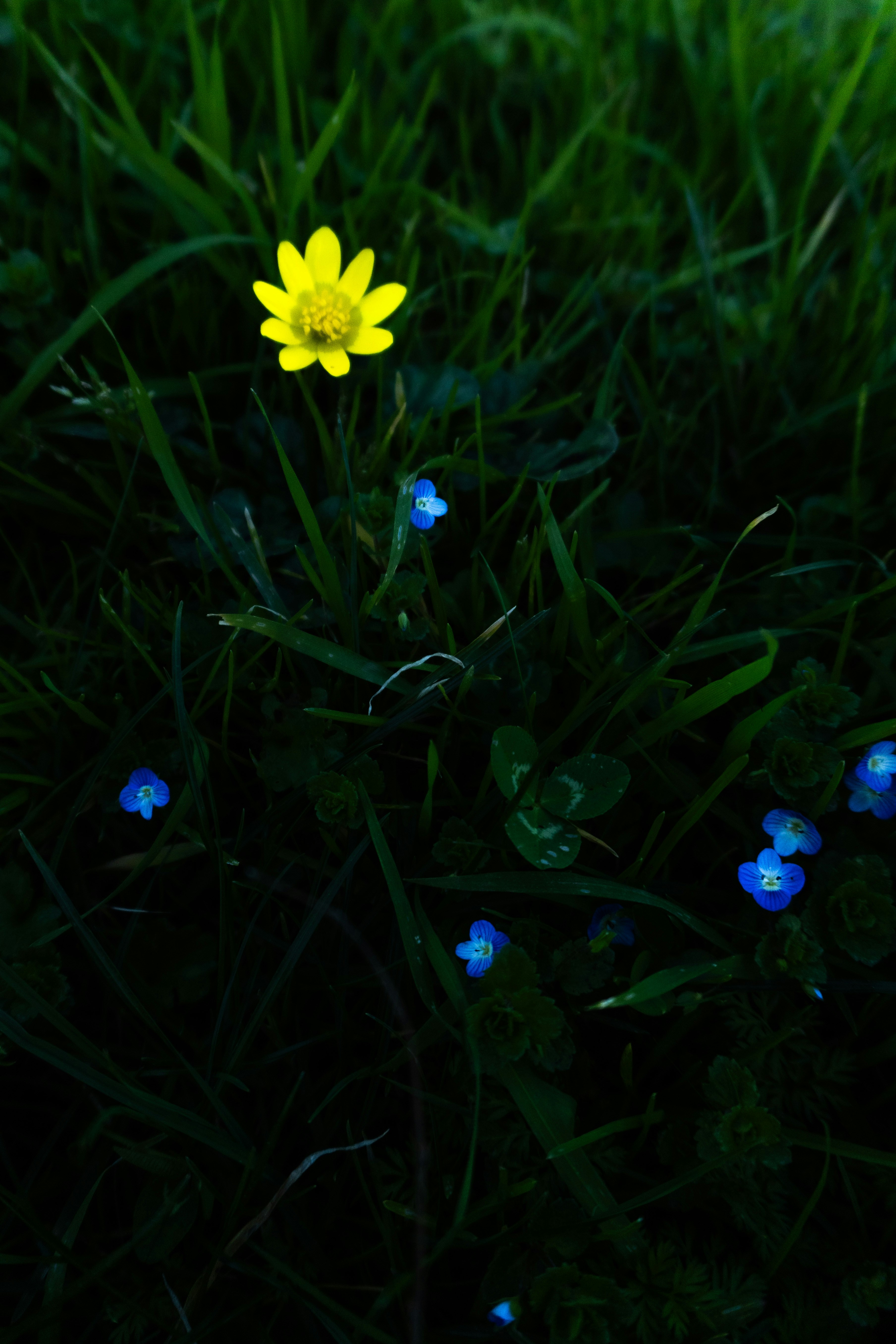 A Sunlit Yellow Daisy Among Deep Green Grass Tiny Blue Blooms
