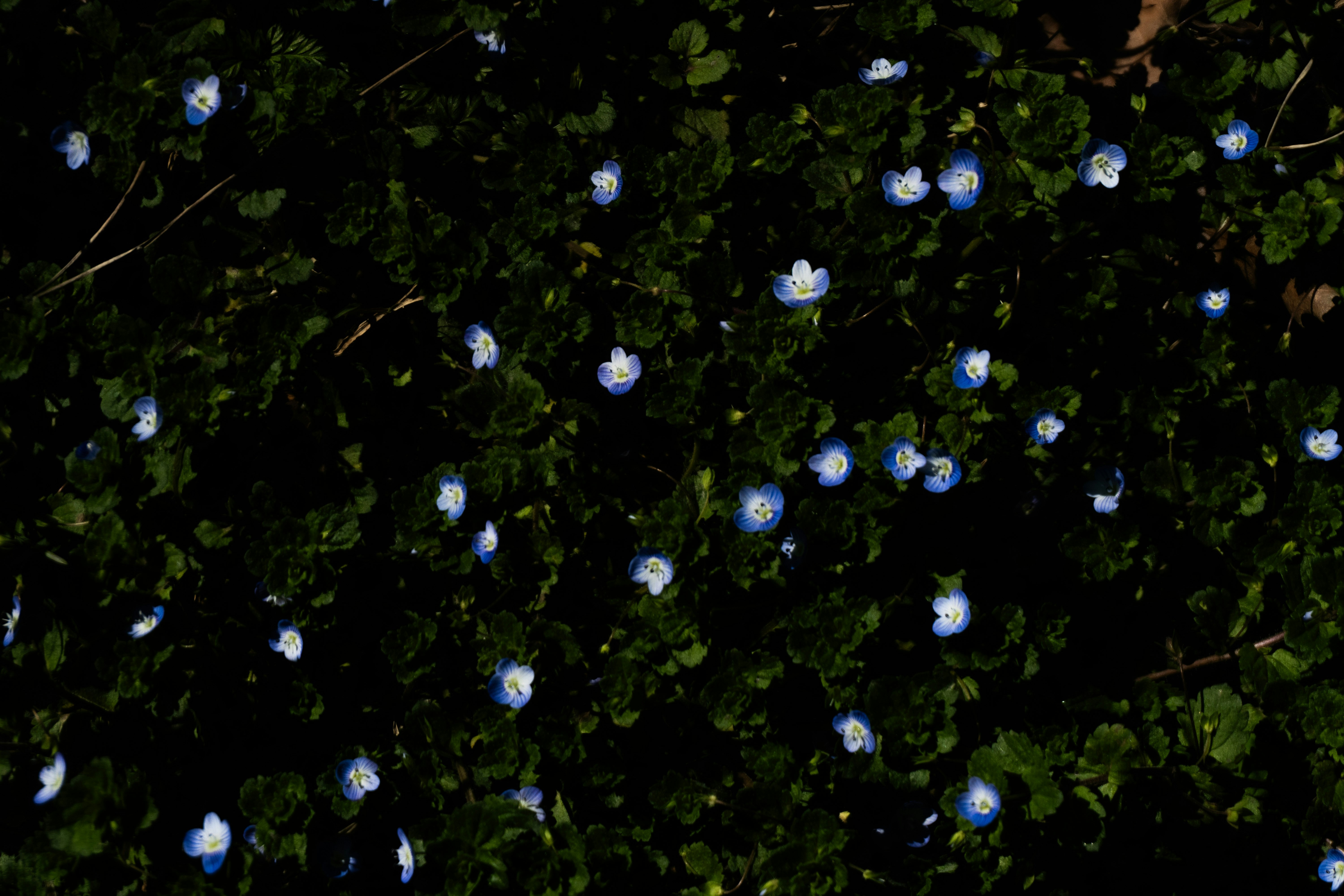 Midnight Quilt of Blue: Dappled Flowers in the Dark Garden