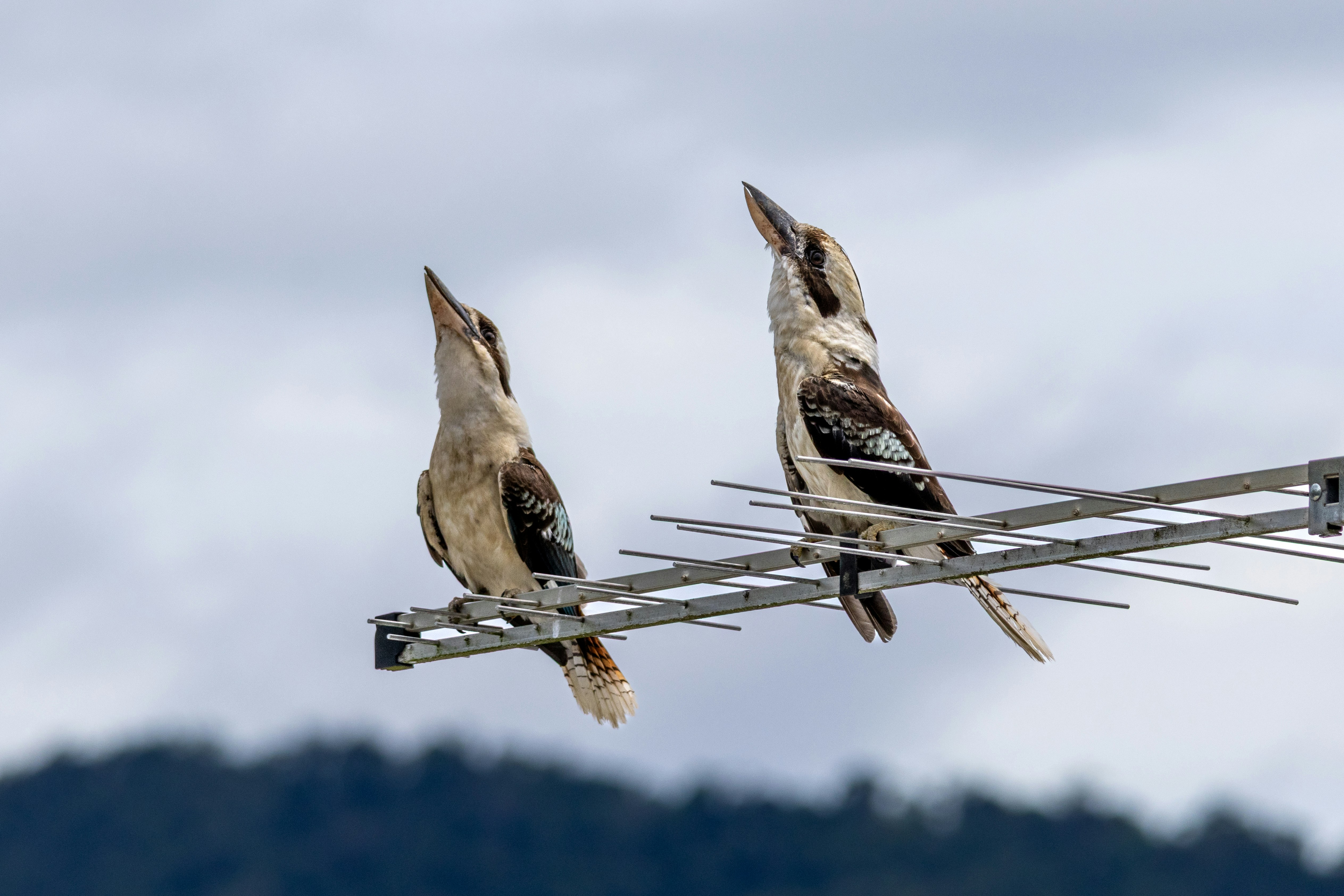 Two perch on a wire: mirrored silhouette against a clouded horizon