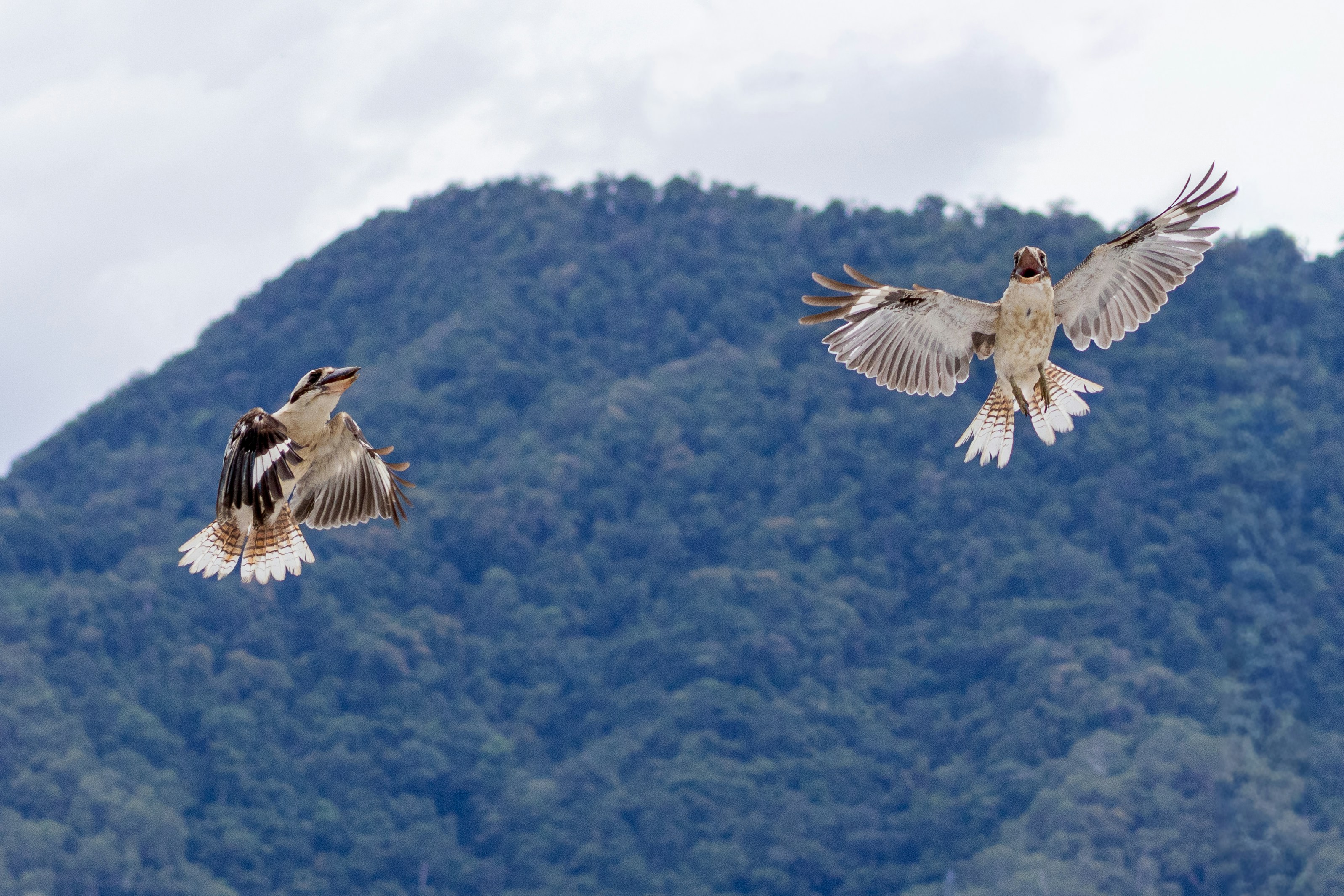 Dual Falcons in Flight Over Forested Hills
