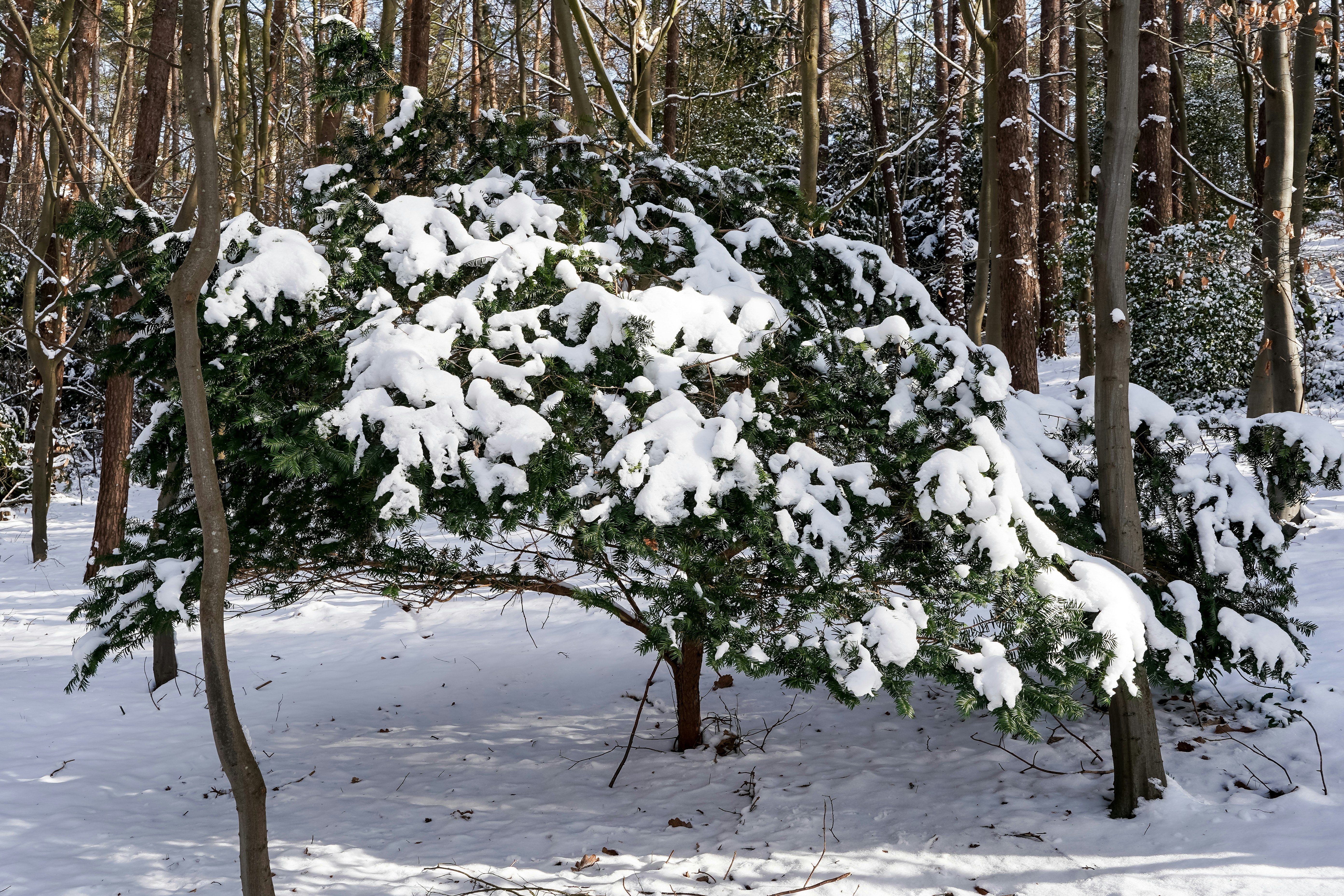 Snow-Laced Tree Arch in a Quiet Forest Clearing