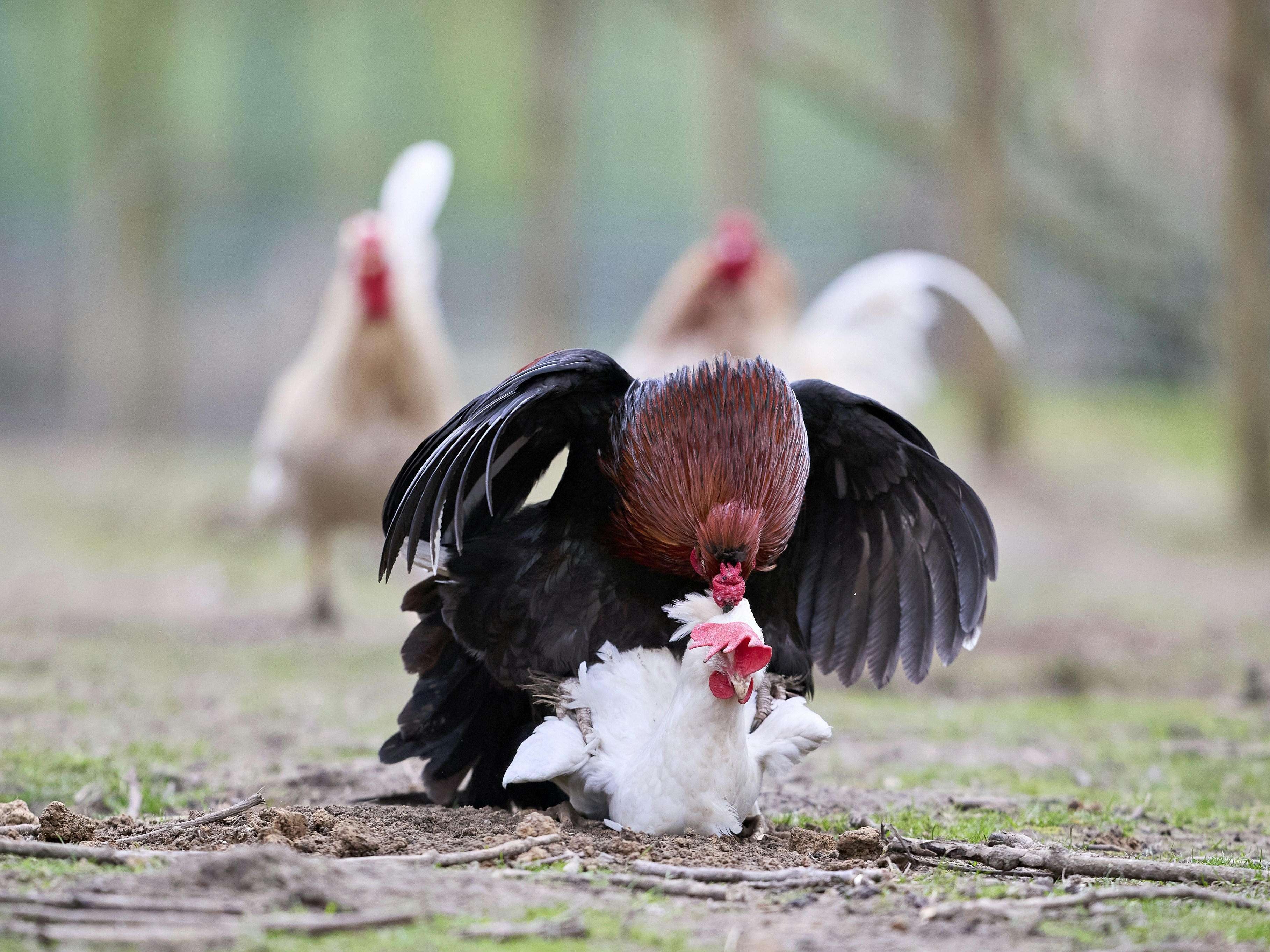 Dominant Rooster in Ground-Level Moment