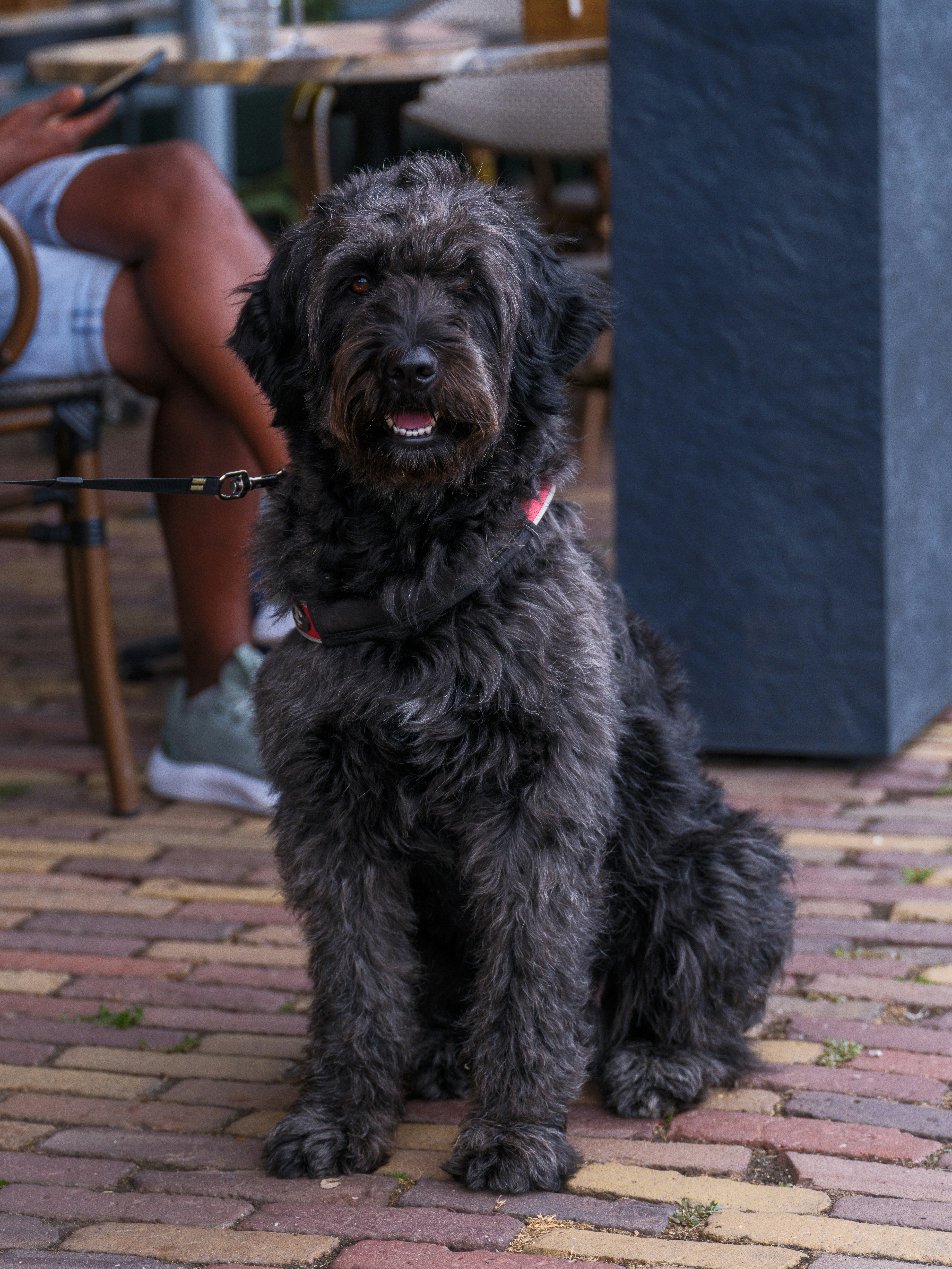 A Loyal Guardian Lounges at the Café Courtyard