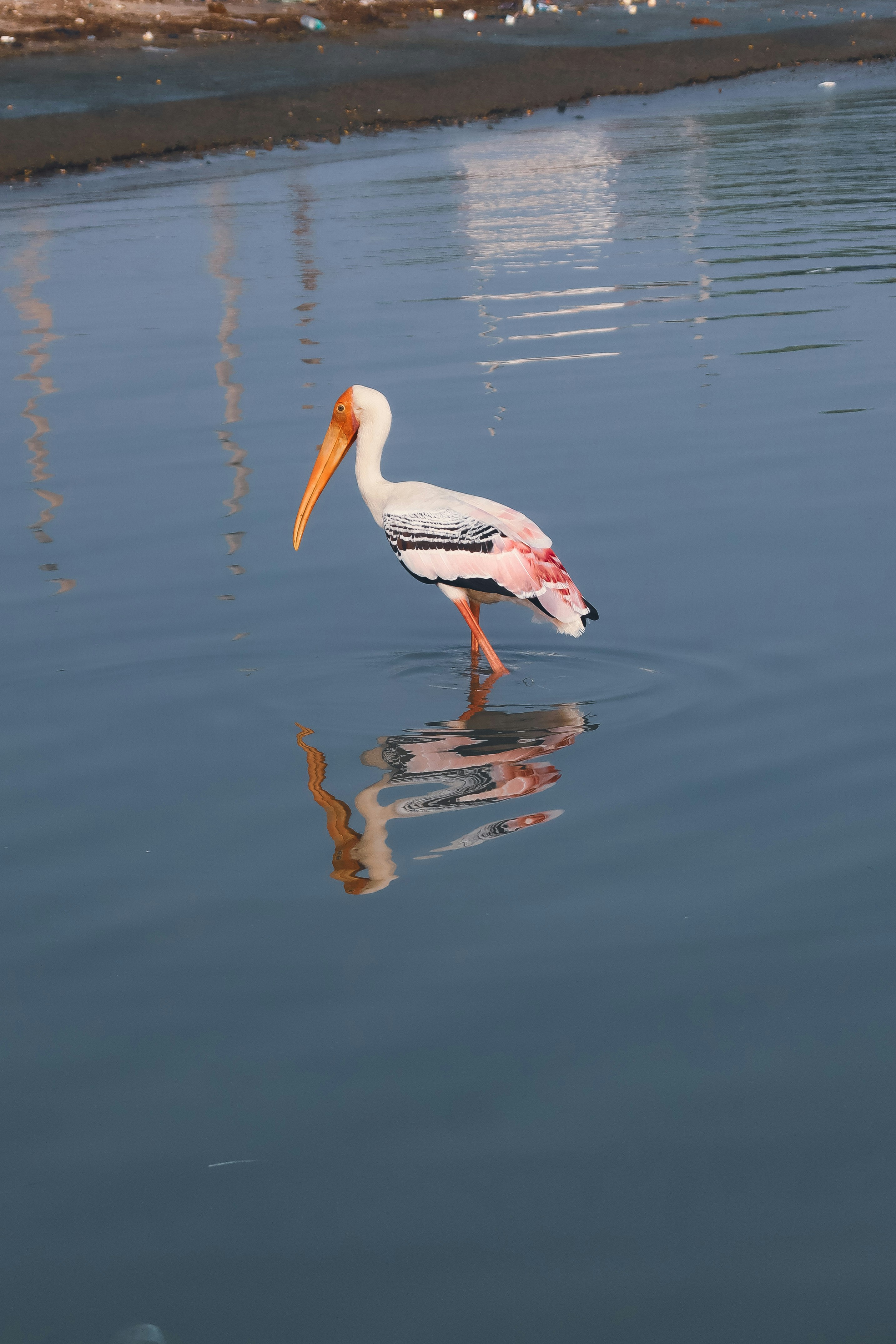 Elegant Egret in Glassy Shoreline Show