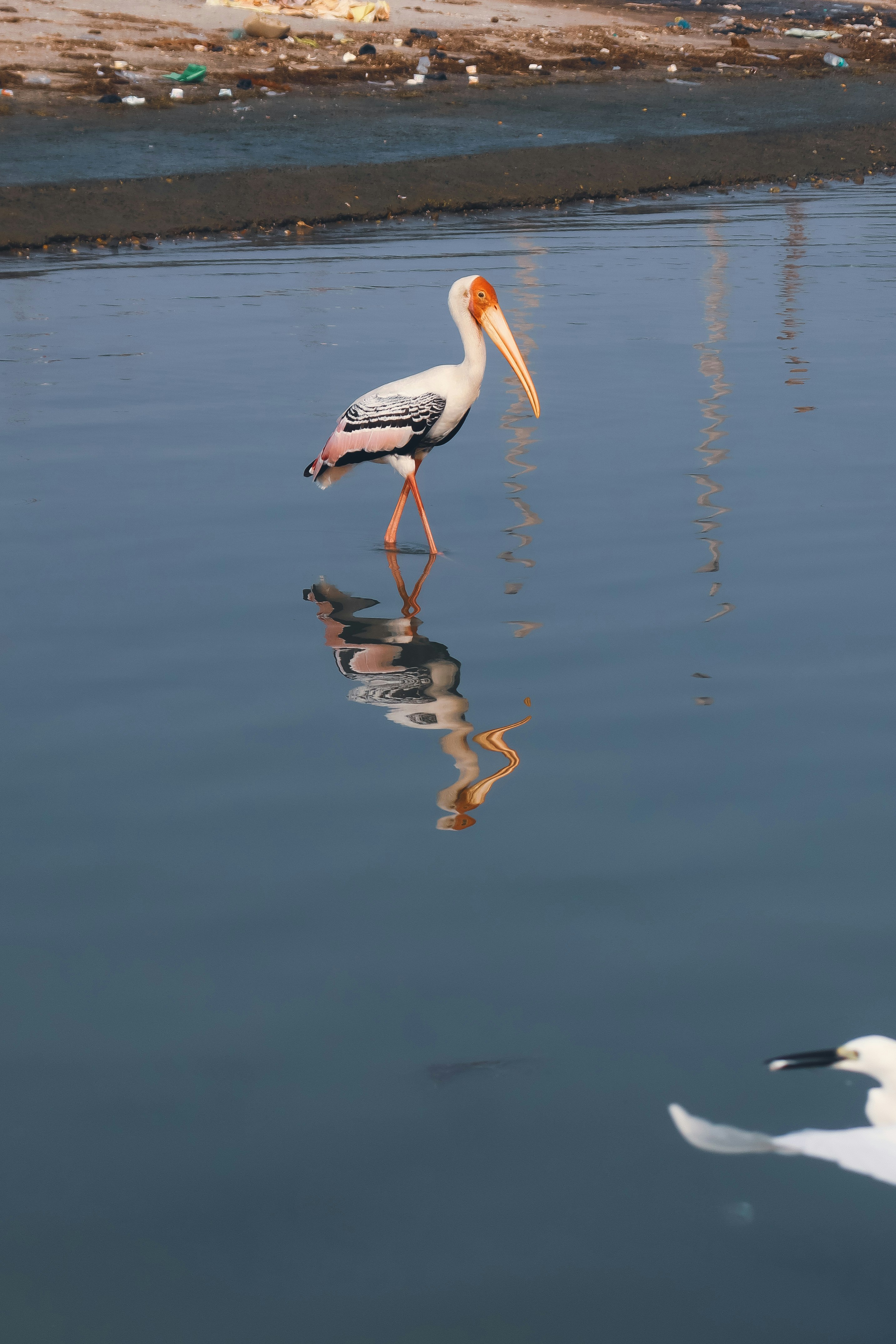 Lonely Egret in Calm Shoreline Reflections