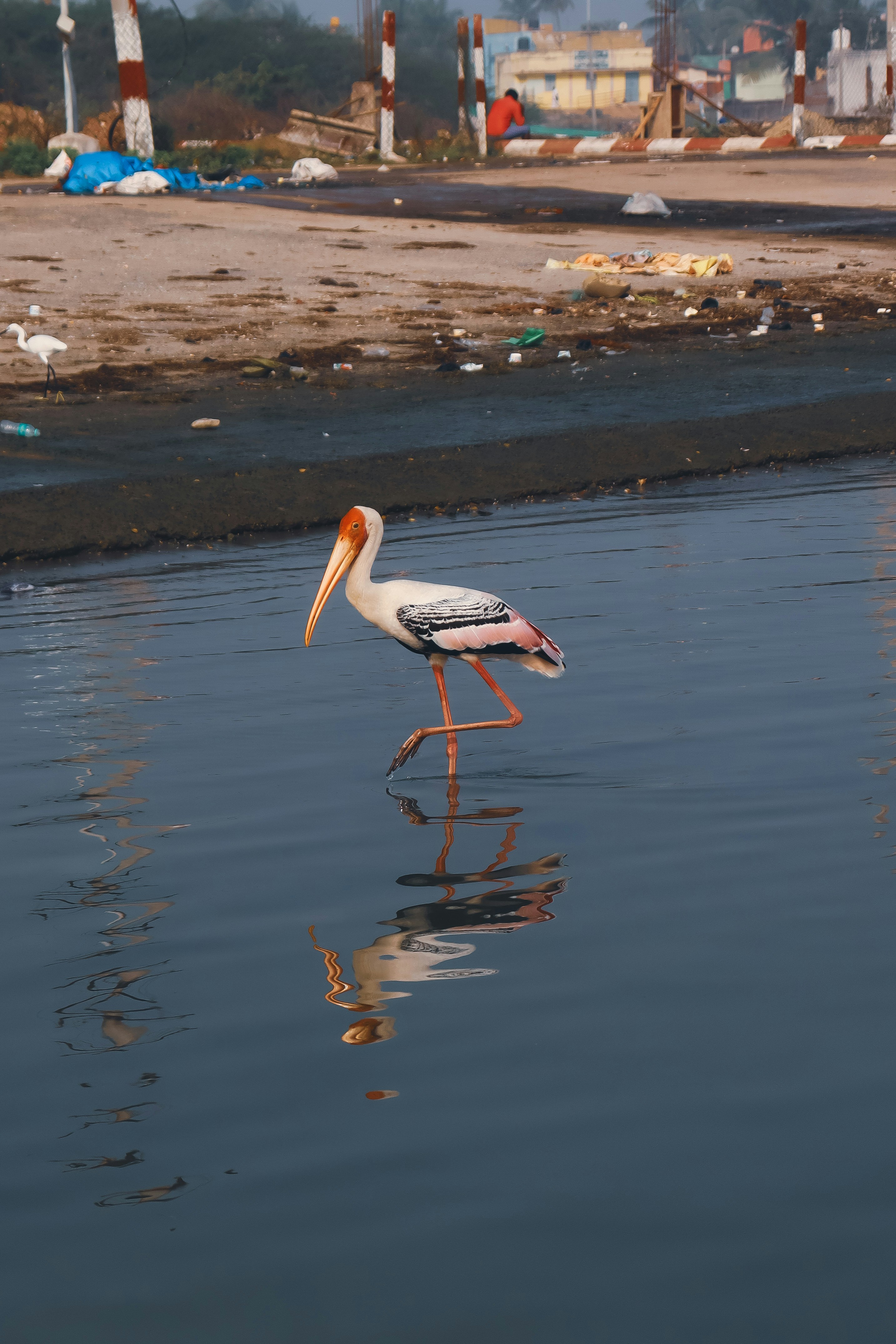 Lonely Painted-Tipped Stilt in a Quiet Shoreline Pool