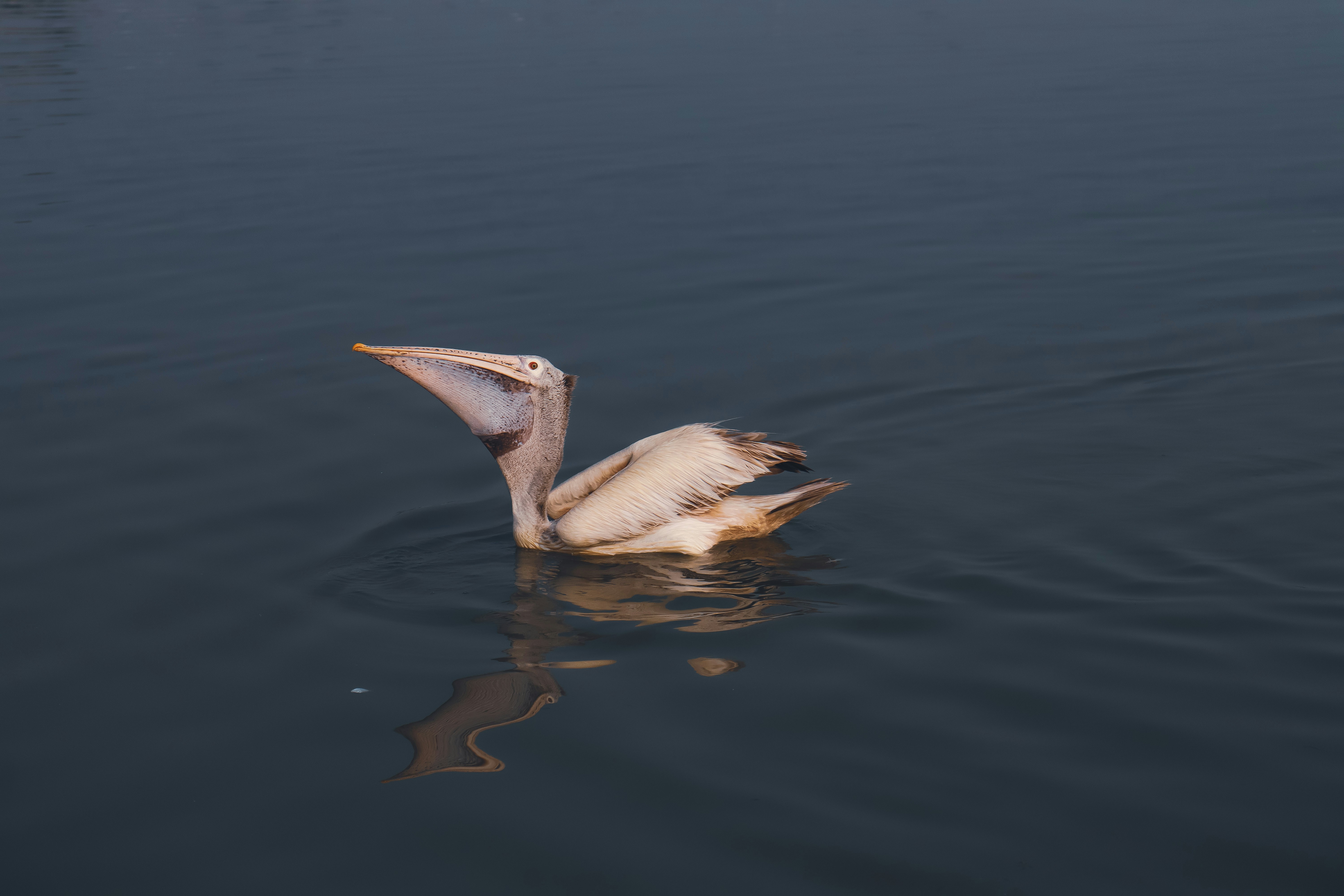 Floating Pincushion: A Pelican Rests in Quiet Blue