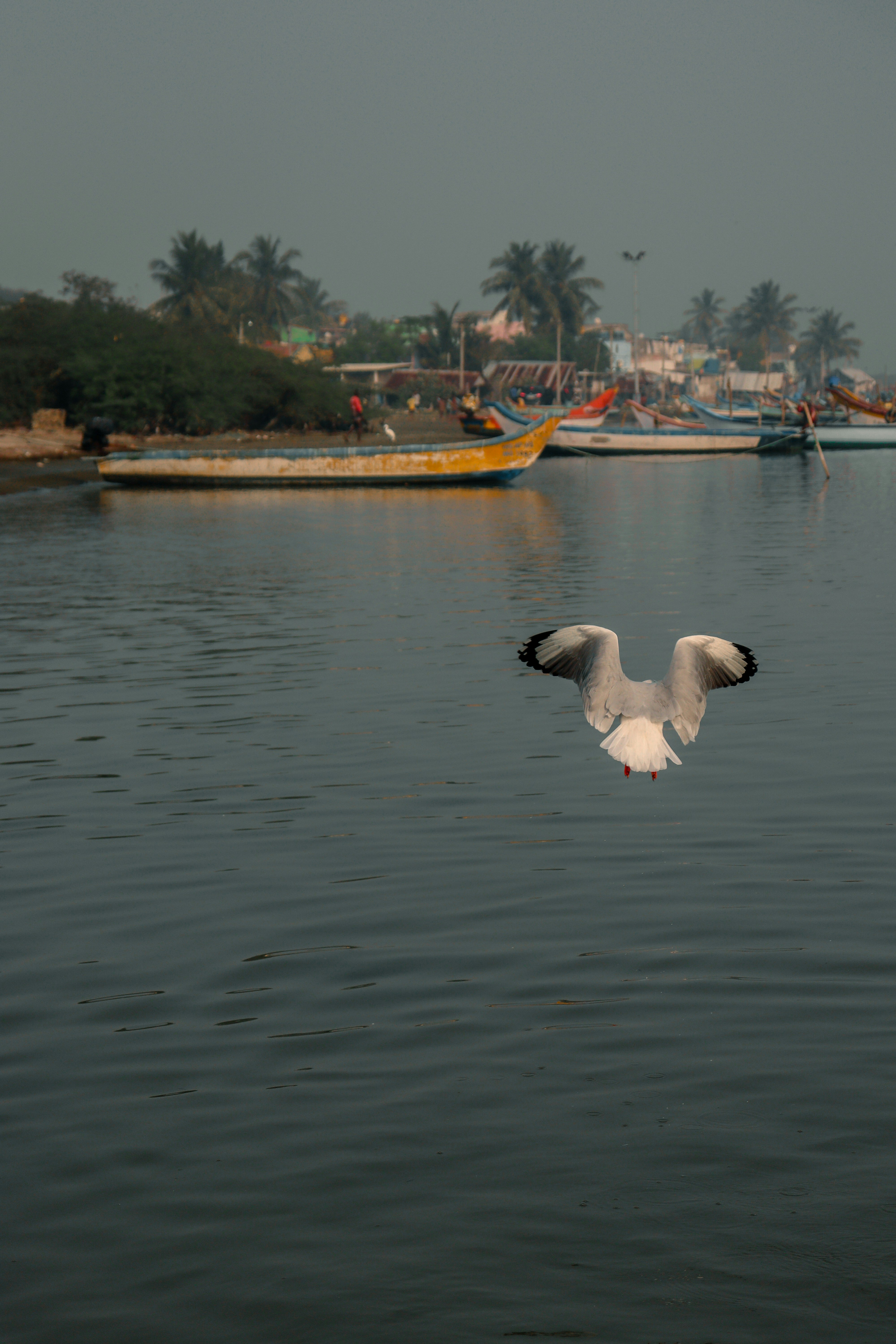 Midair Gannet over a Quiet Harbor