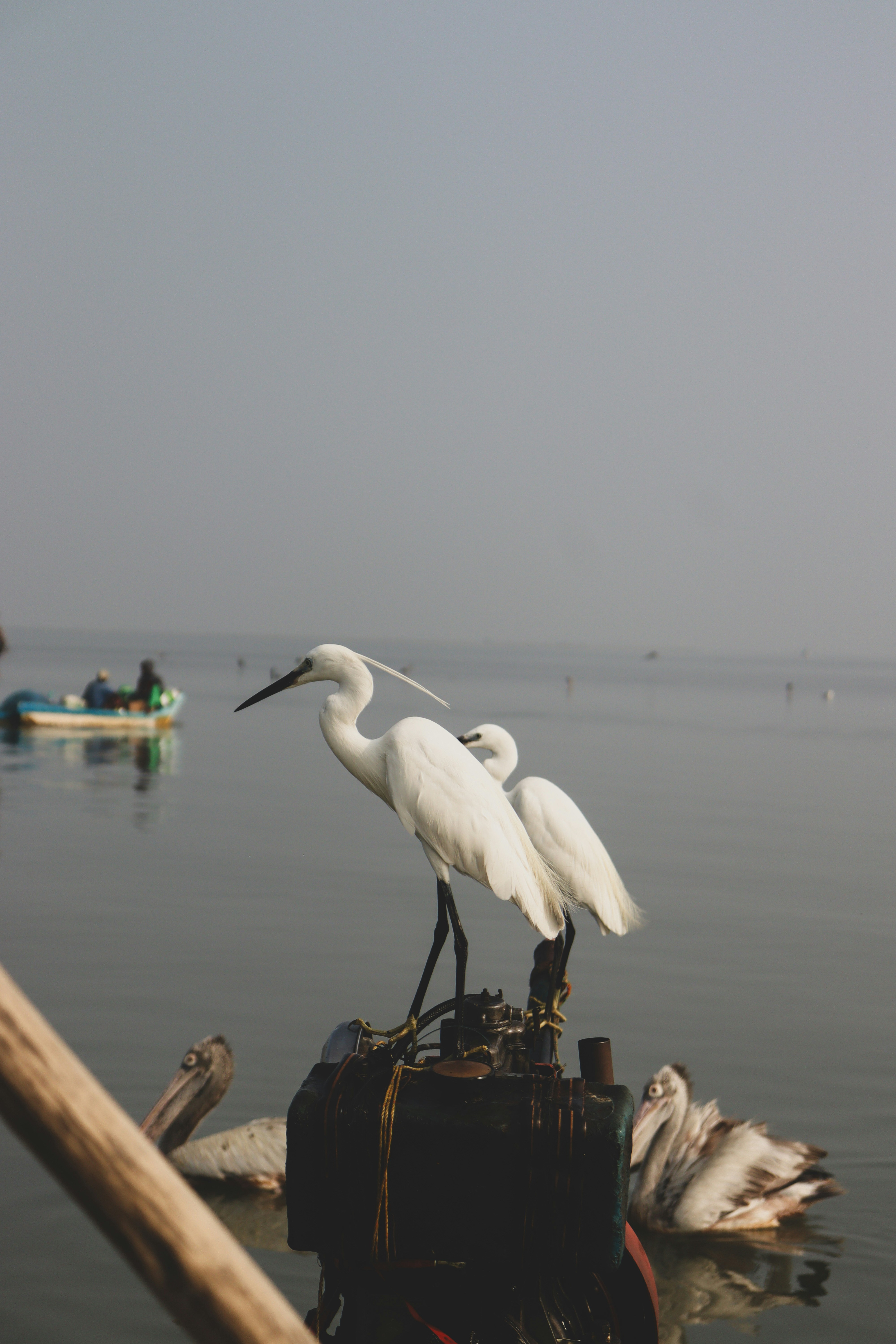 Heron on the Pelican Throne: Quiet Harbor Portrait