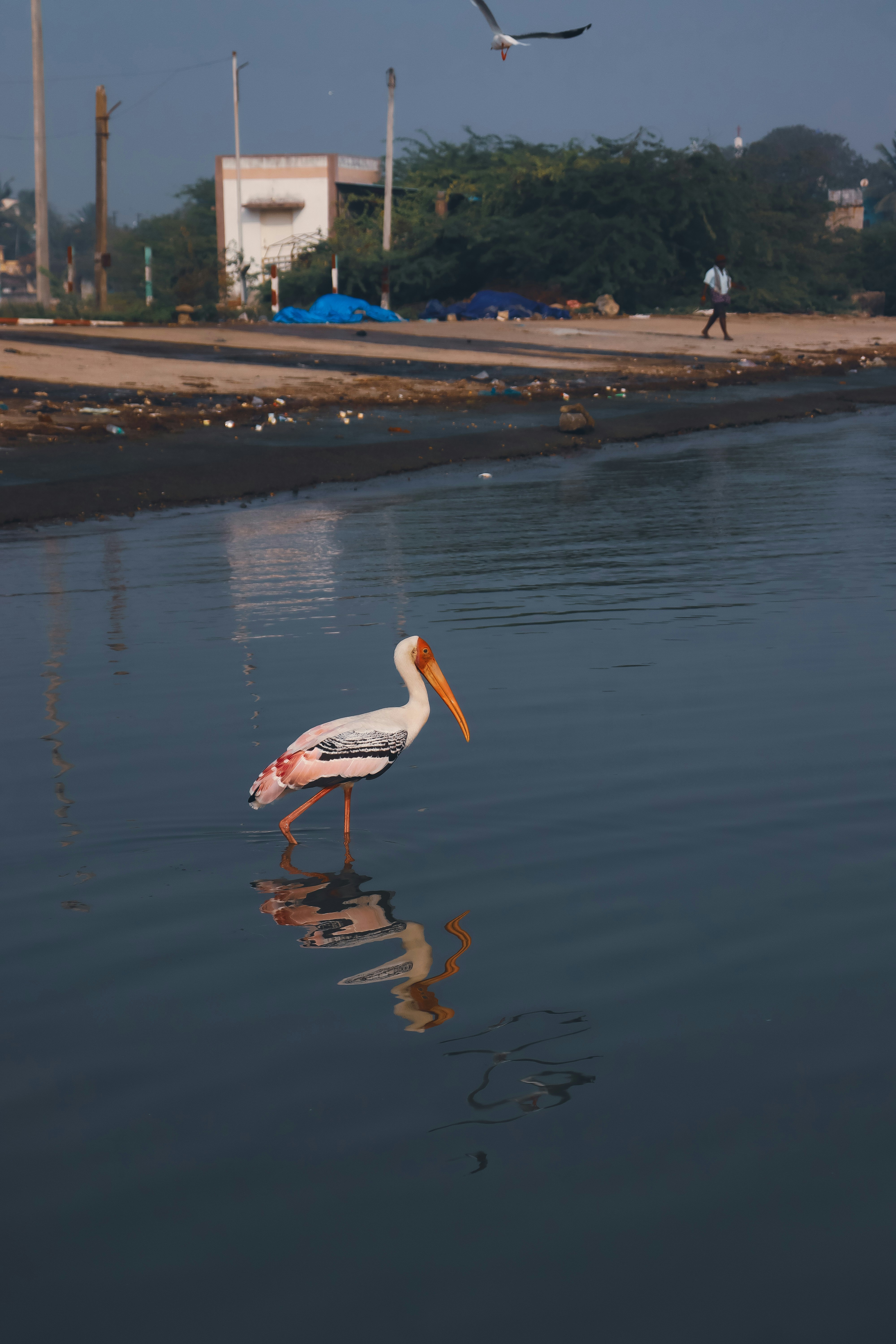 Solitary Egret in Calm Waters at Distant Shore