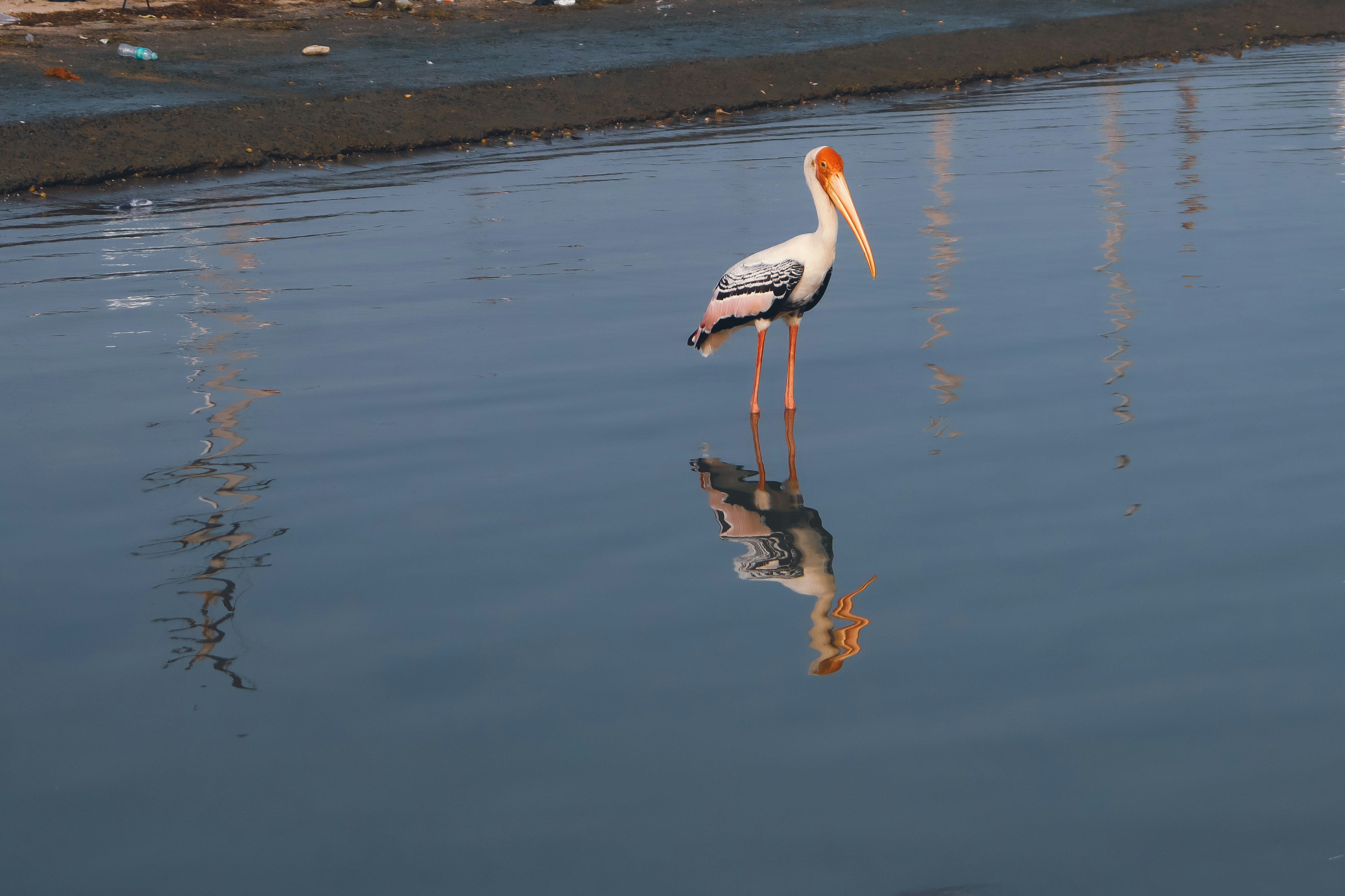 Lonely Avocet Standing in Quiet Blue Waters