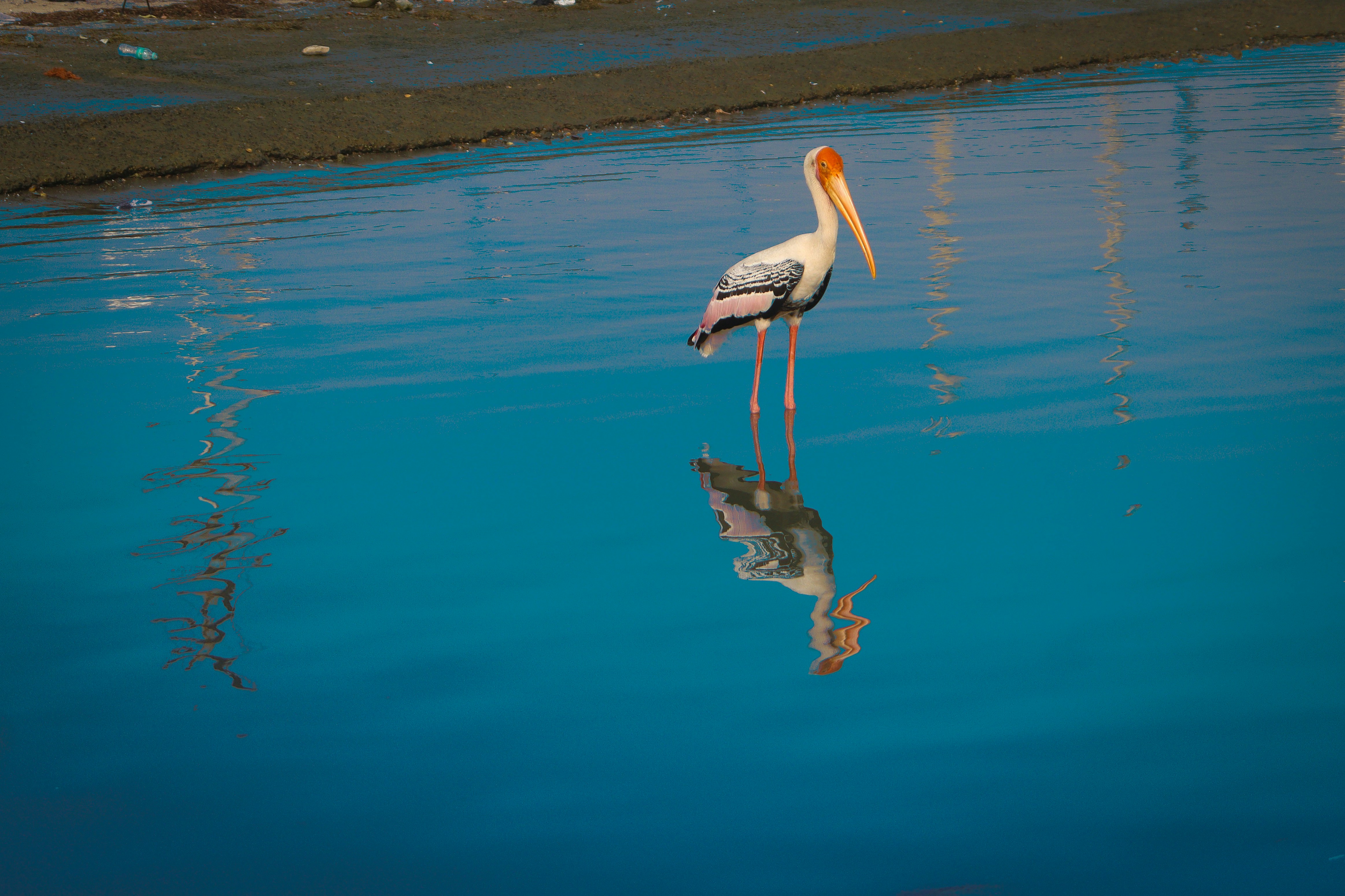 Lonely Egret on a Glassy Blue Mirror