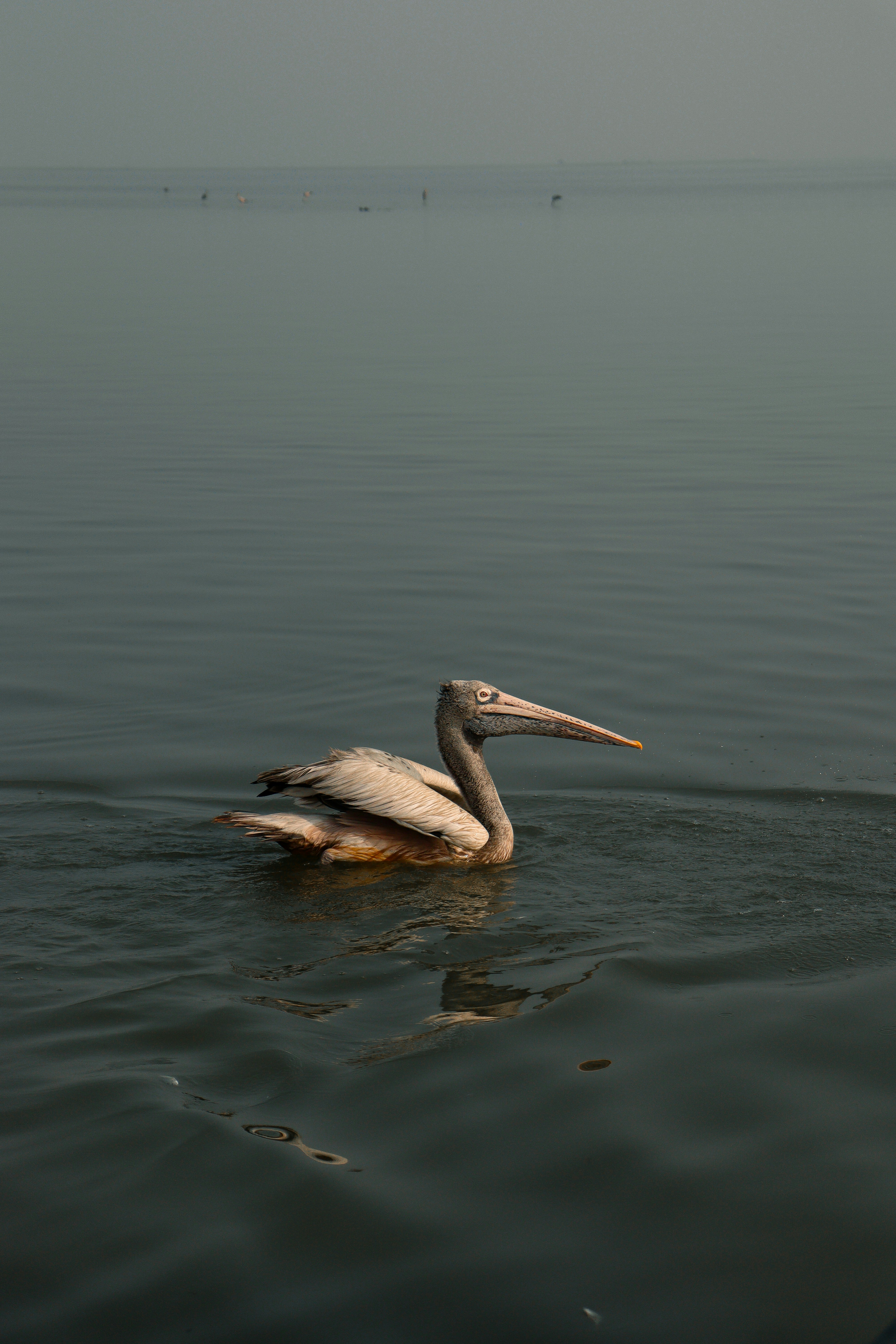 Hushed Serene Gaze: A Pelican at Rest on Misty Waters