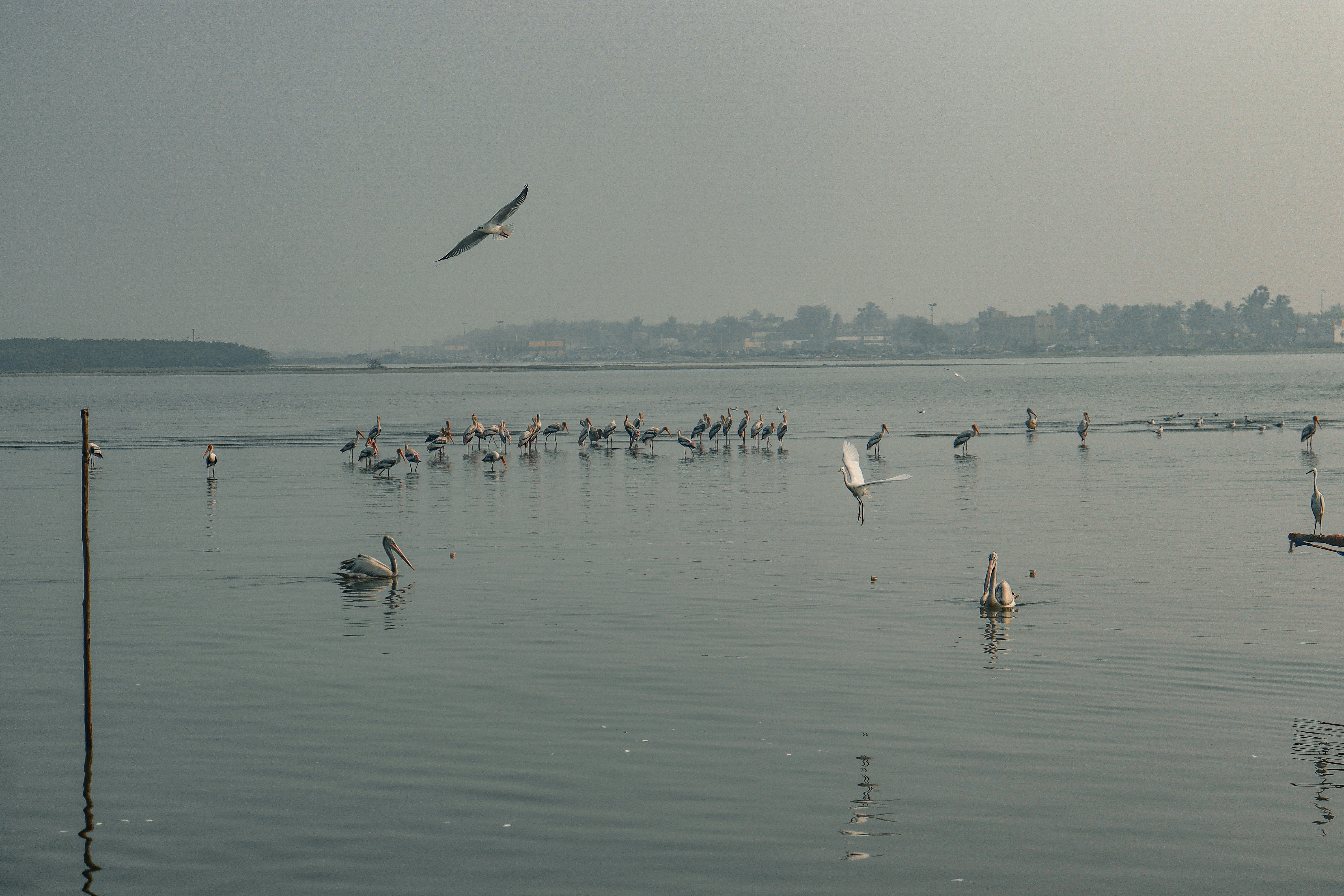 Tide of Wings: Flock of Pelicans Over a Quiet Estuary