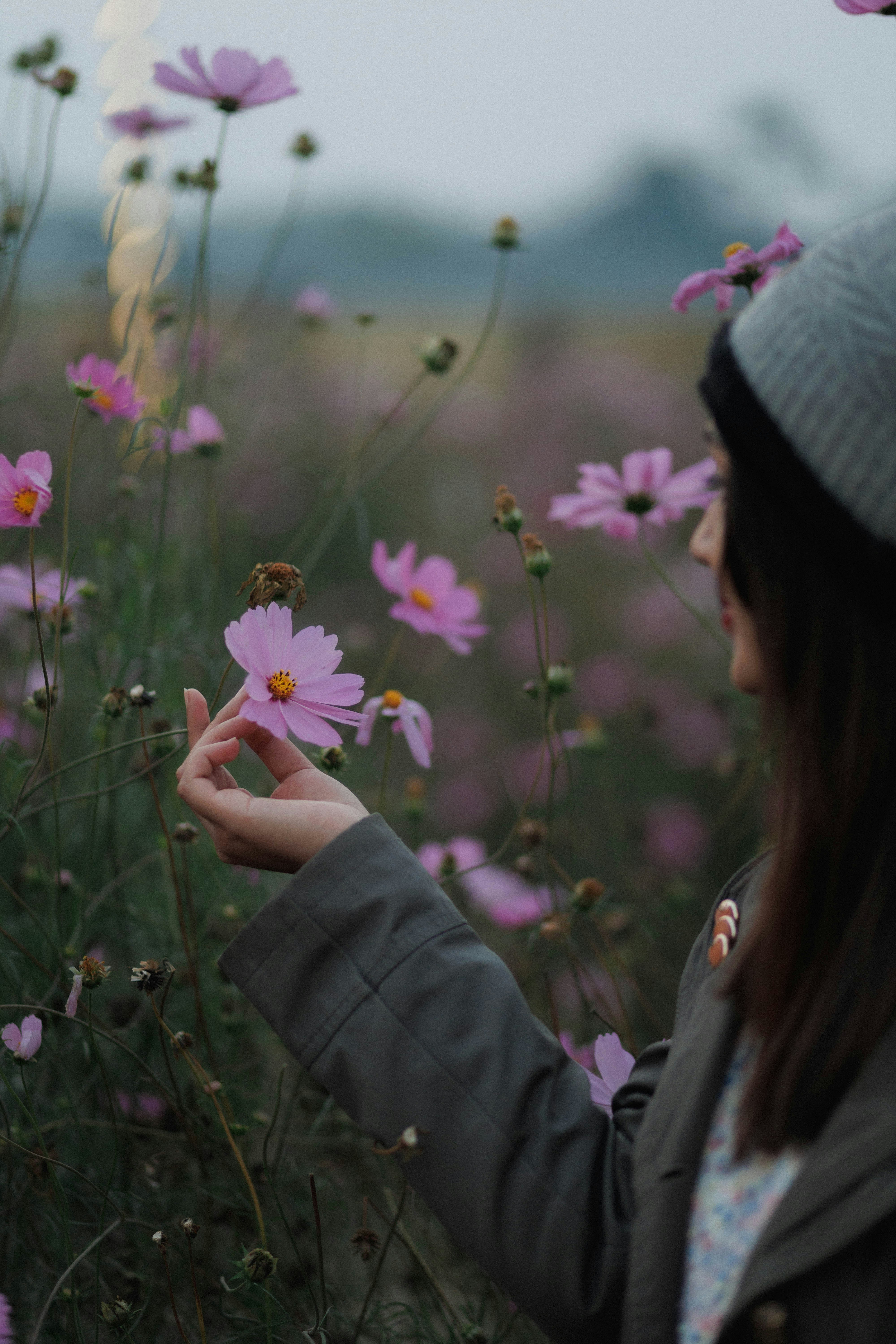 Portrait of a Meadow with Pink Cosmos and a Gentle Gesture