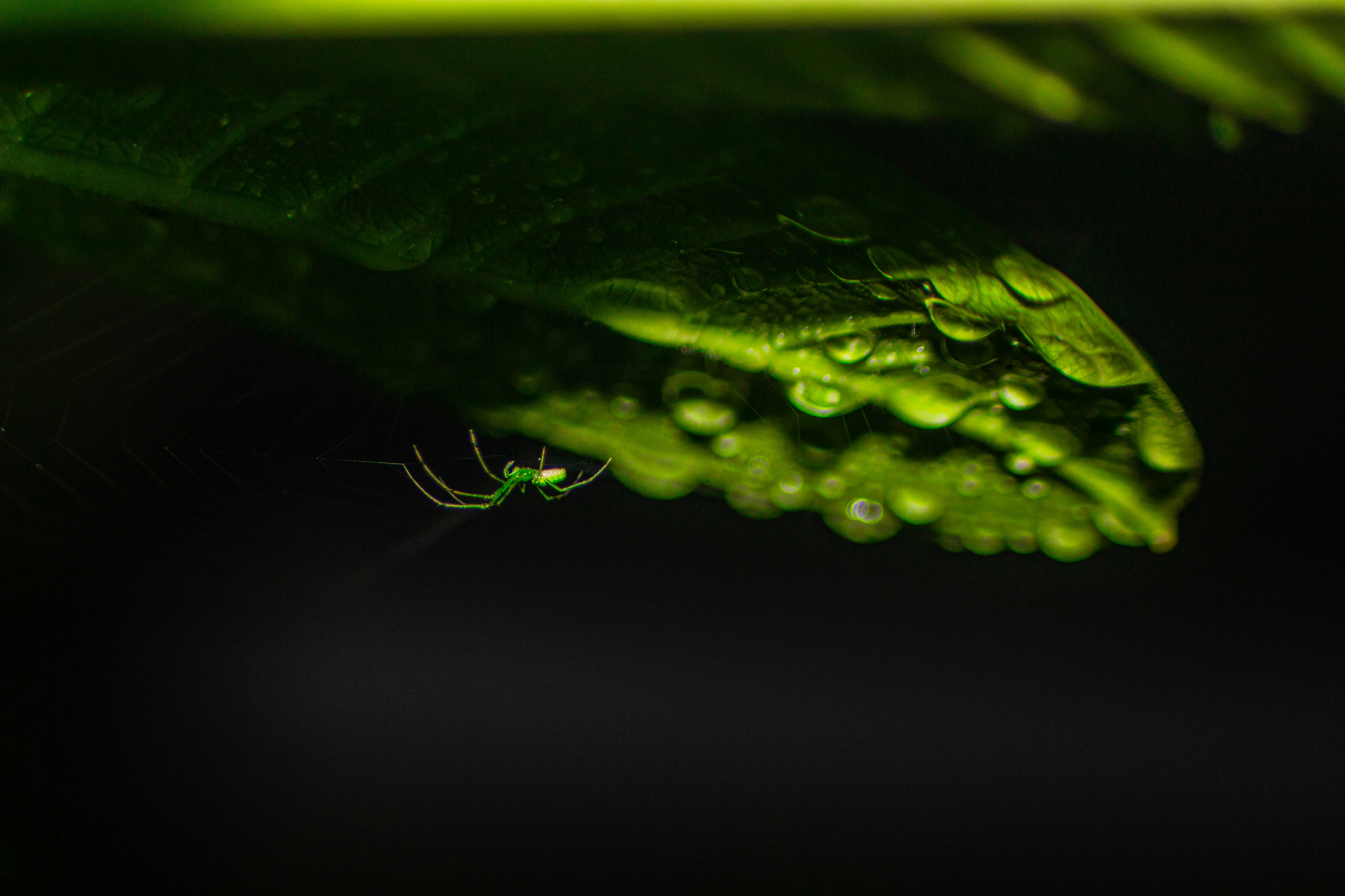 Emerald Arachnid on a Velvet Leaf