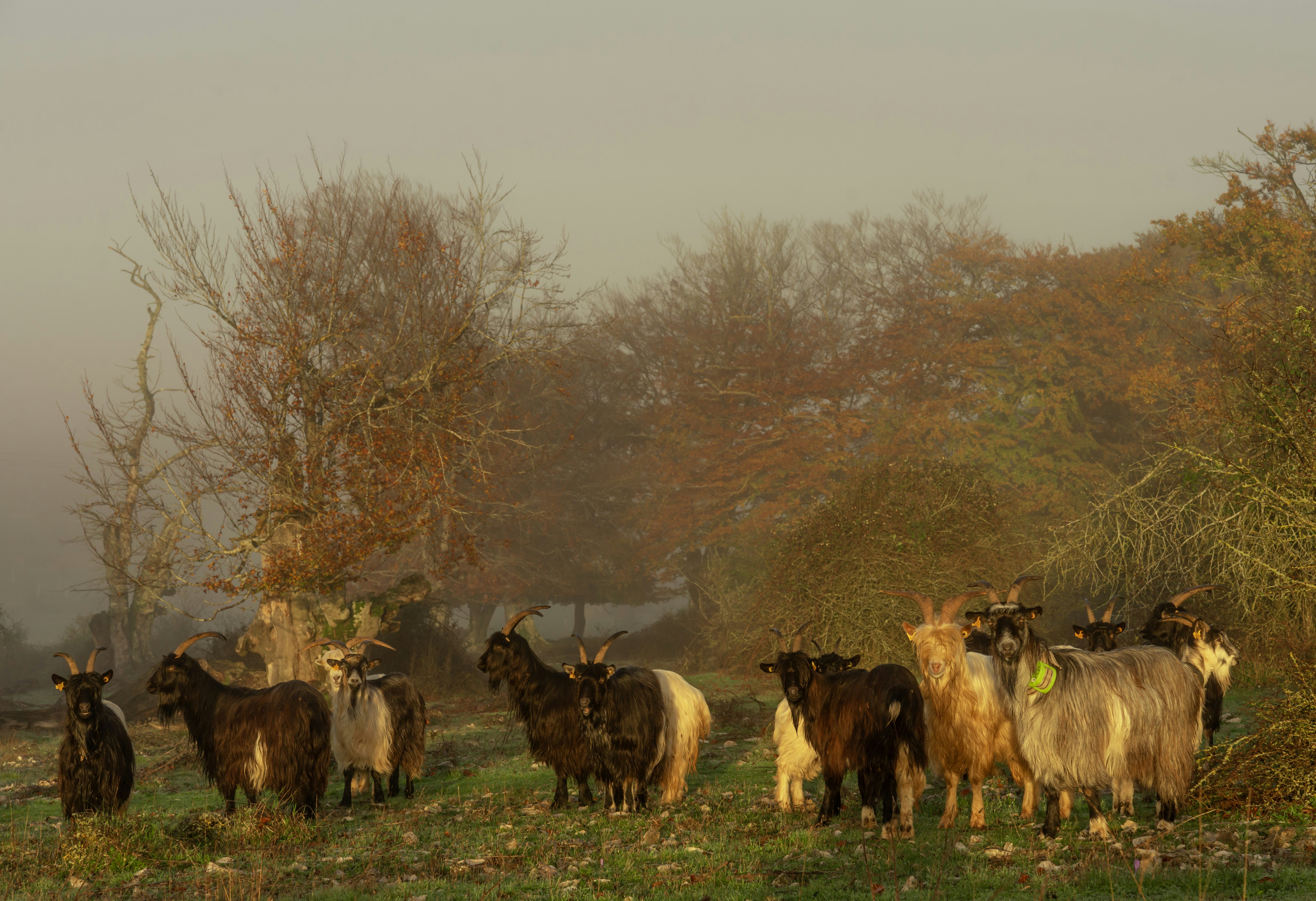 Herd at Dusk: A Quiet Gathering Under Autumn Gloom