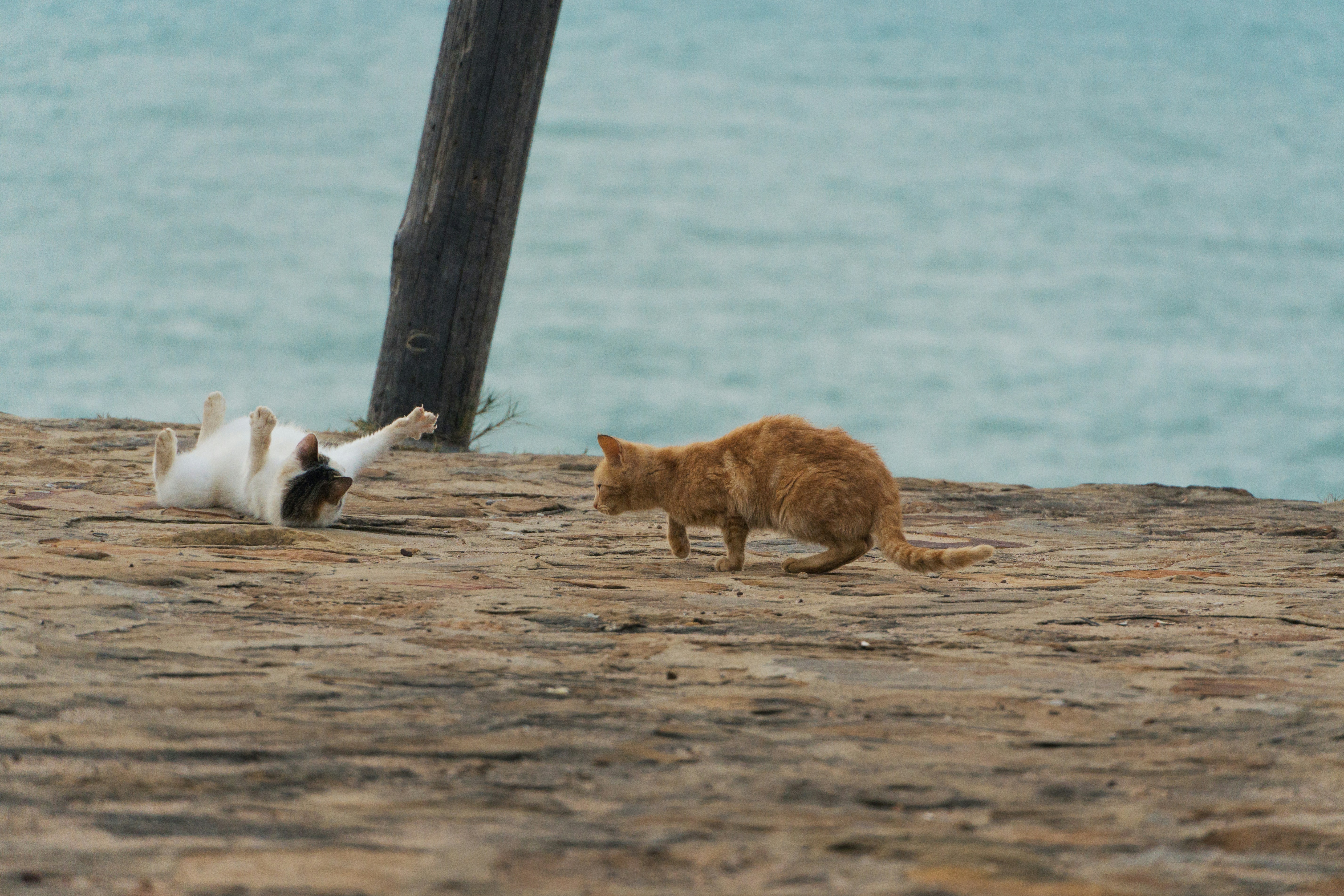 Territorial Standoff on the Weathered Causeway